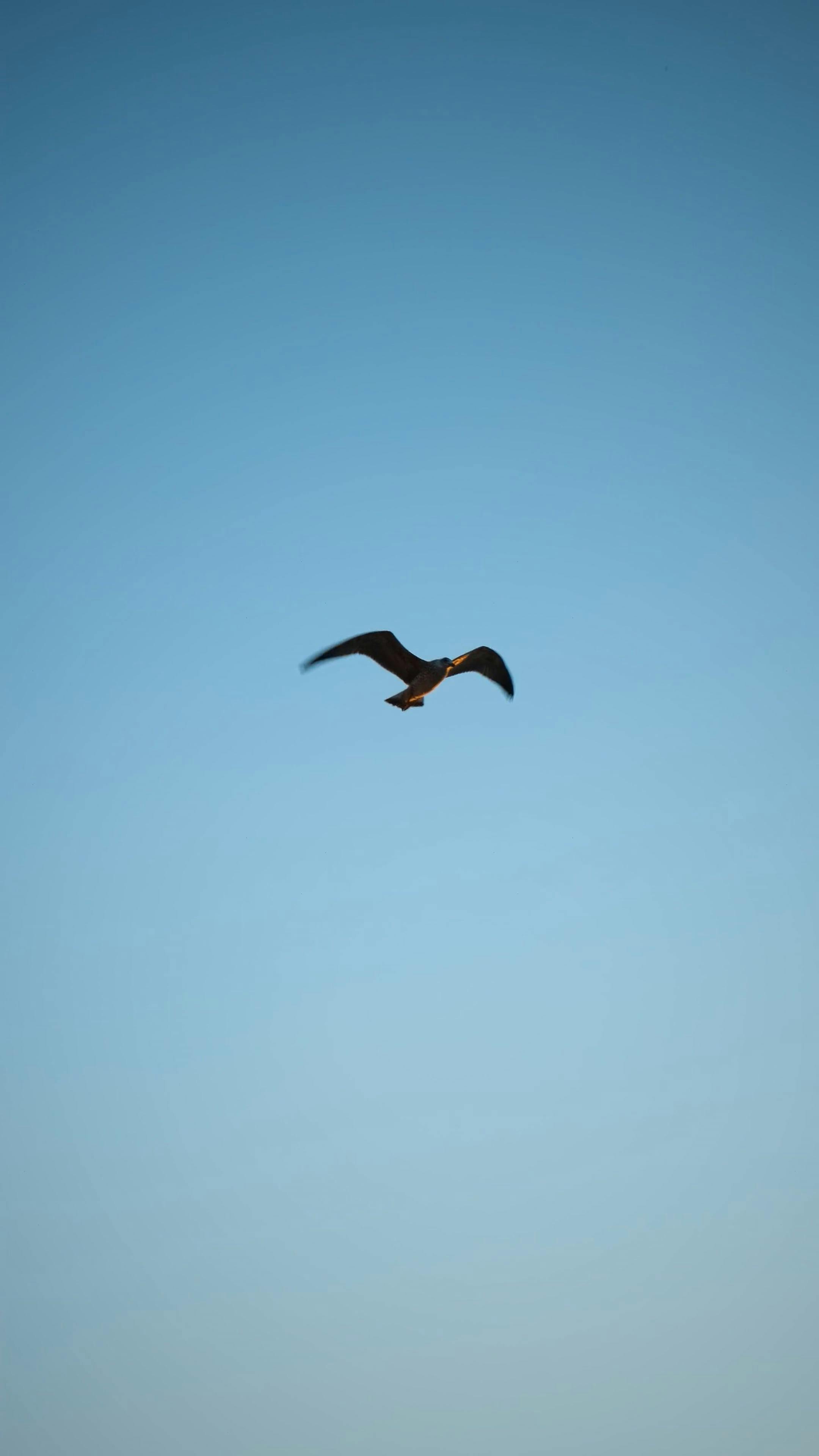 Birds Flying in Slow Motion Free Stock Video Footage, Royalty-Free 4K ...