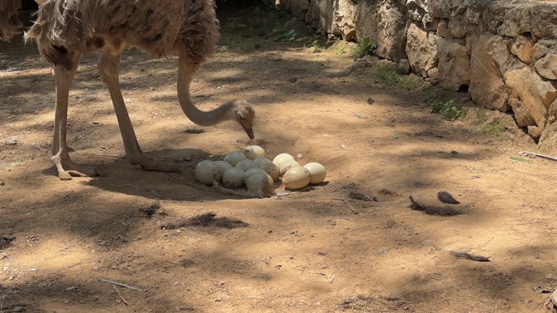 Zoo Animals Videos, Download The BEST Free 4k Stock Video Footage & Zoo ...