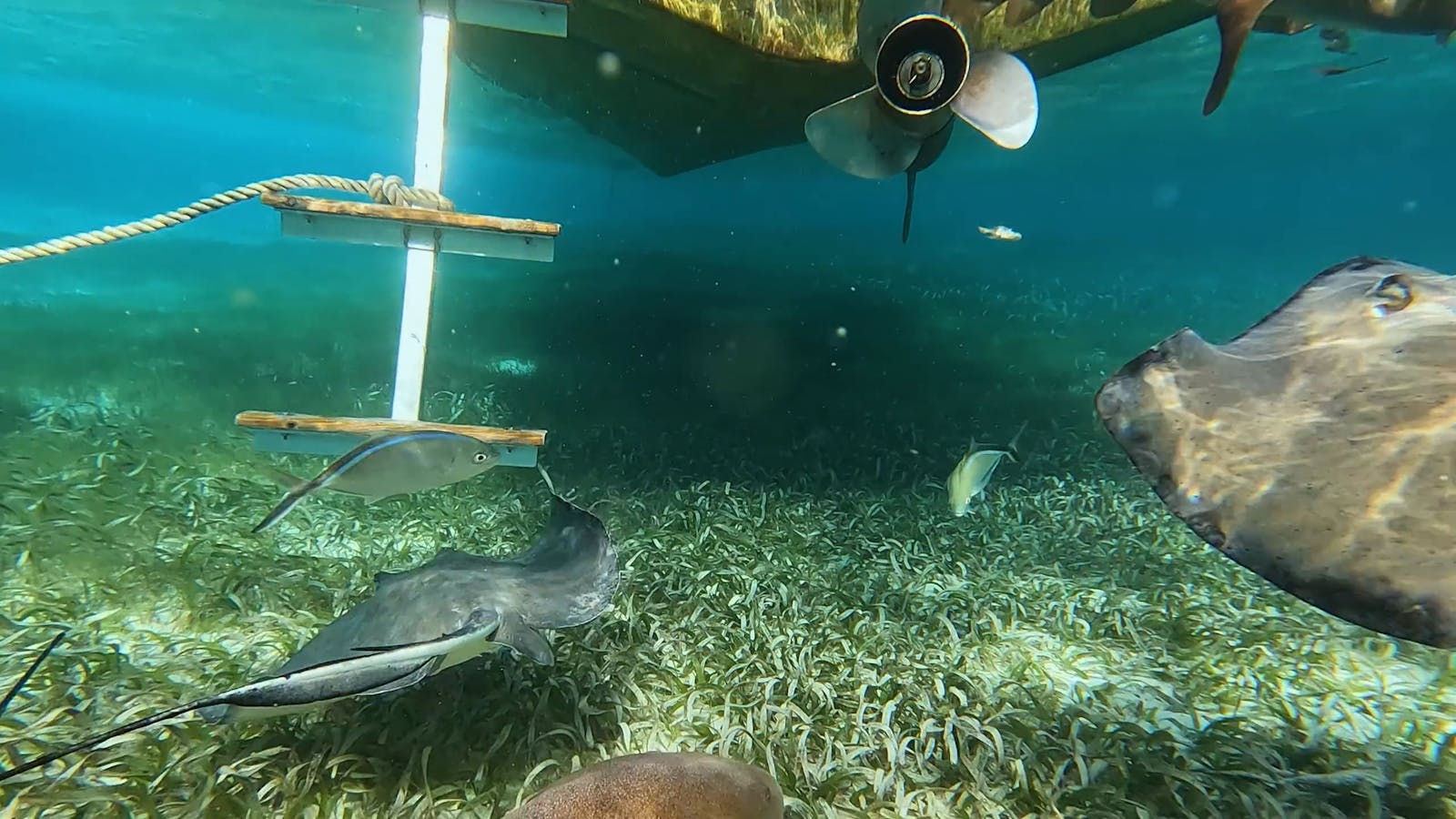 Belize Videos, Download The BEST Free 4k Stock Video Footage & Belize ...