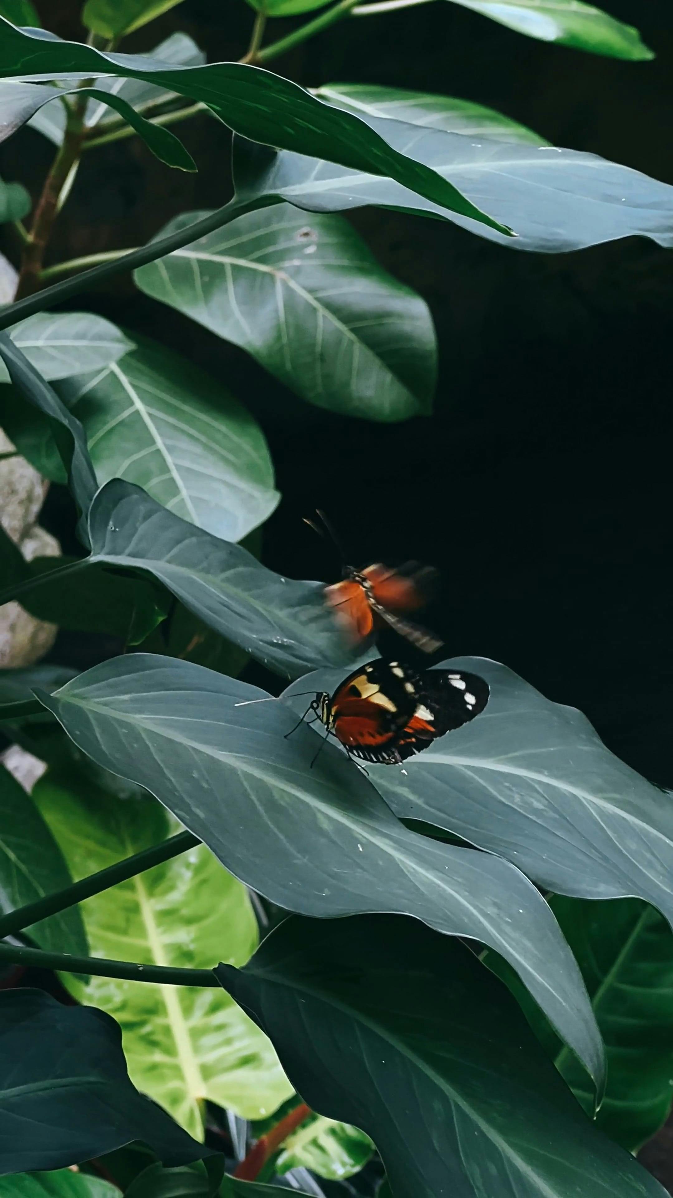 Flying Butterflies Videos, Download The BEST Free 4k Stock Video ...