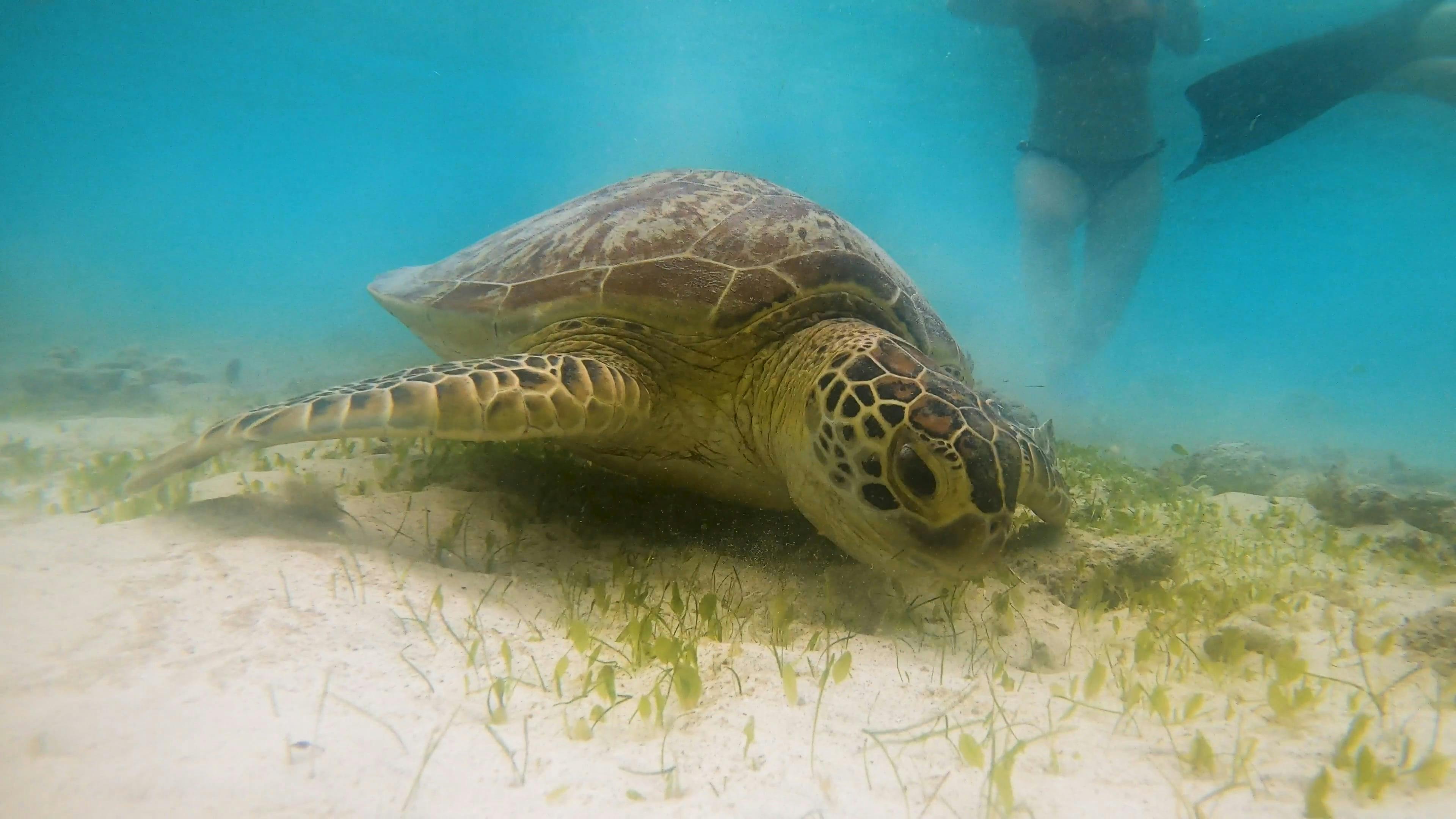 Swimming With Turtle 4 Free Stock Video Footage, Royalty-Free 4K & HD ...