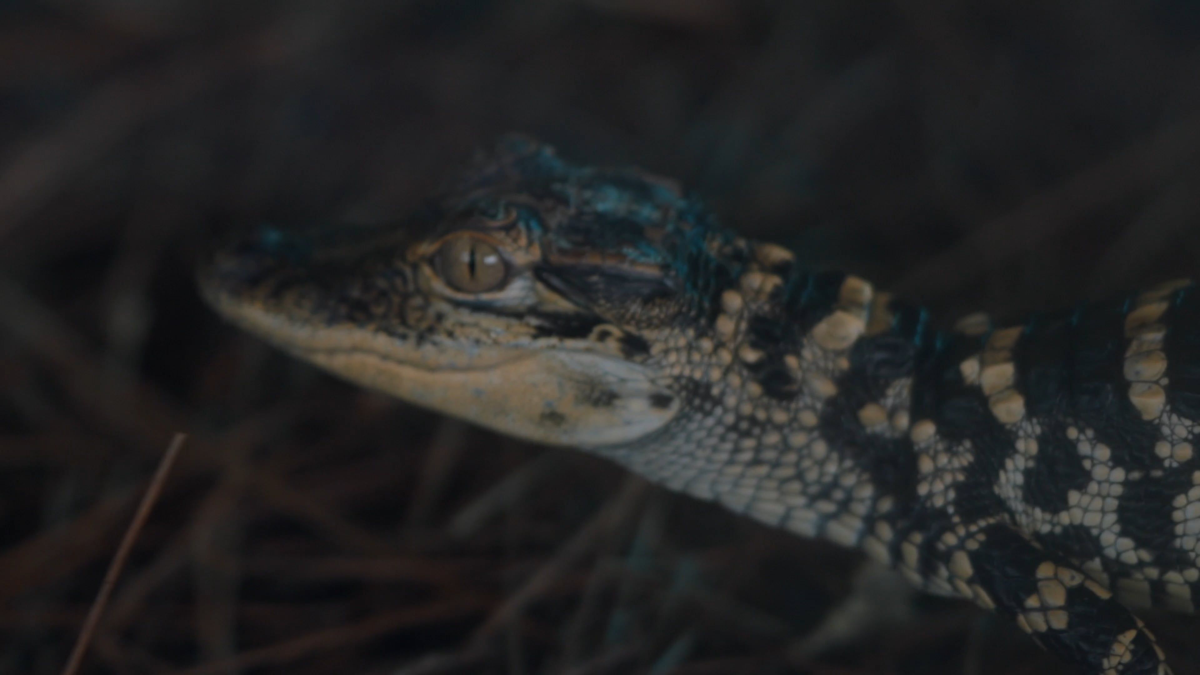 Baby gator in Florida Free Stock Video Footage, Royalty-Free 4K & HD ...
