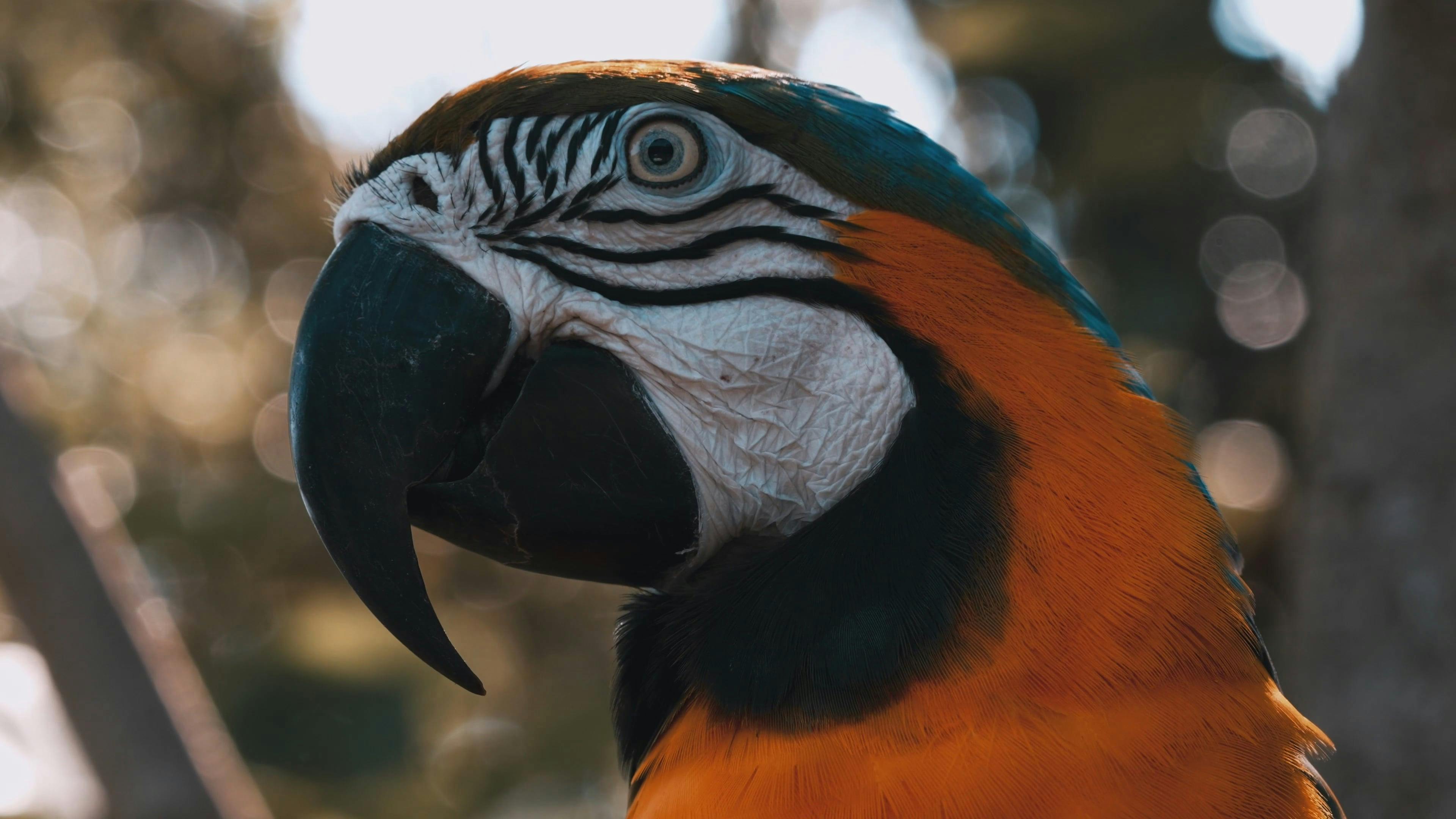 Close up of an encounter with a parrot Free Stock Video Footage ...