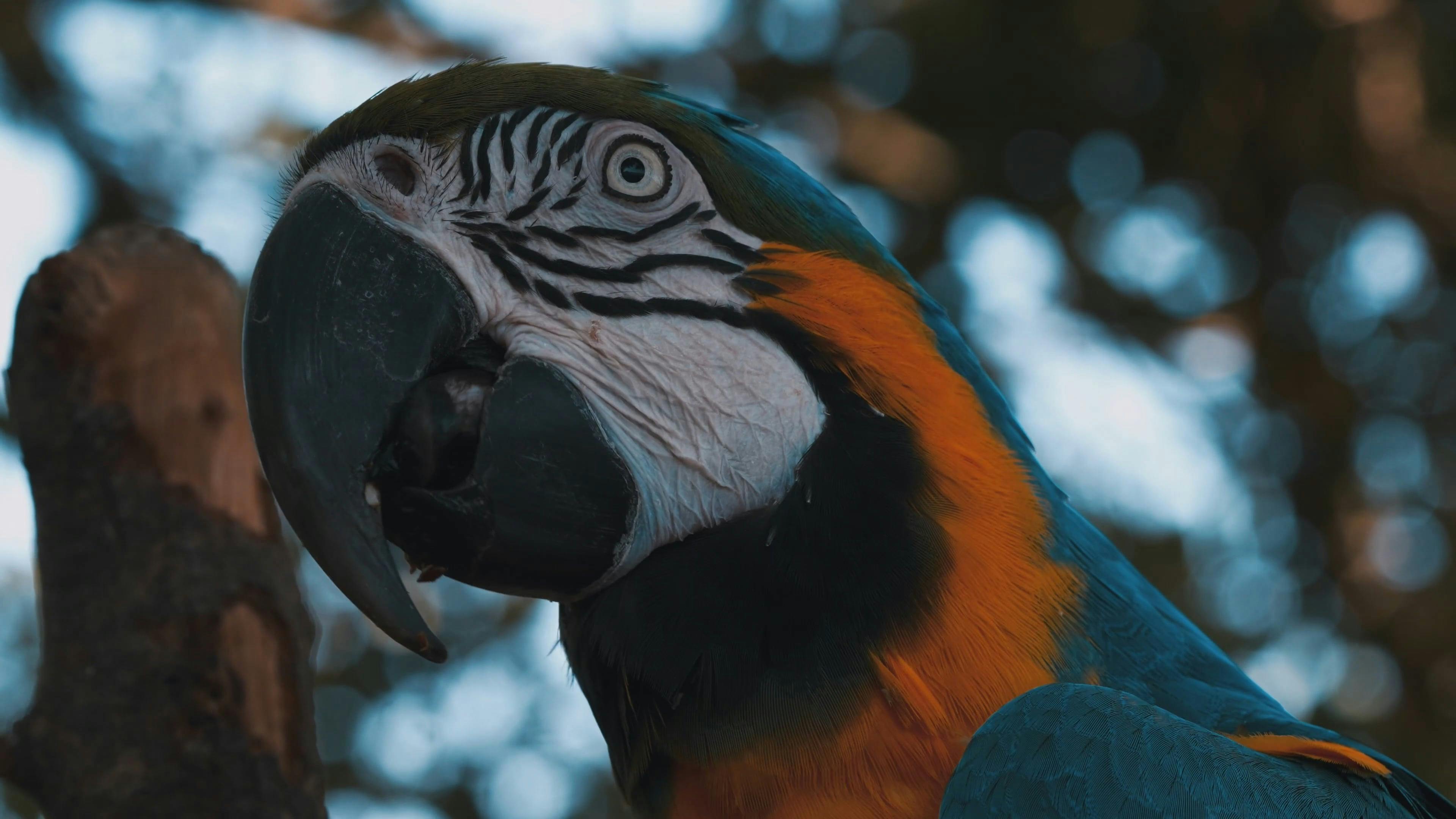 Close up of an encounter with a parrot Free Stock Video Footage ...