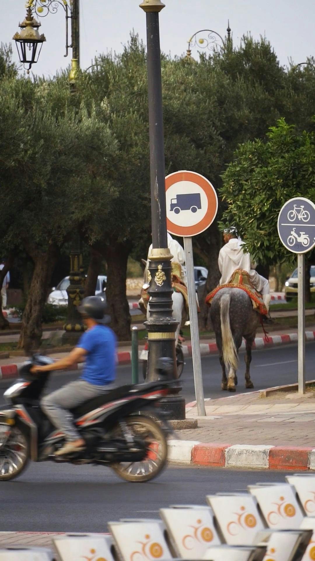 CHEVAL MARRAKECH Free Stock Video Footage, Royalty-Free 4K & HD Video Clip