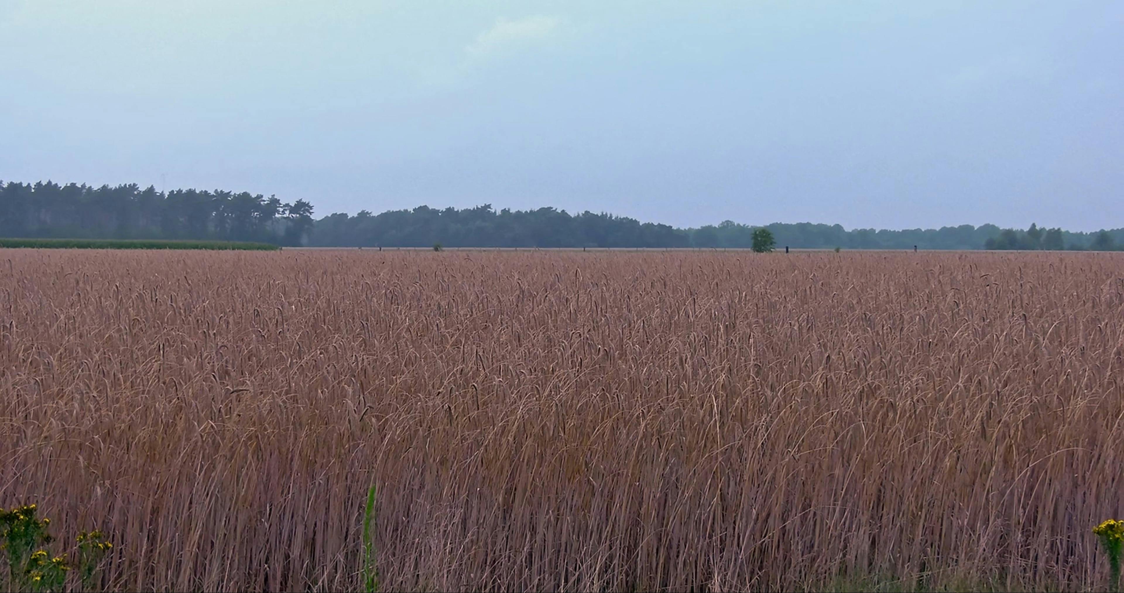 Agricultural Economics Videos, Download The BEST Free 4k Stock Video ...