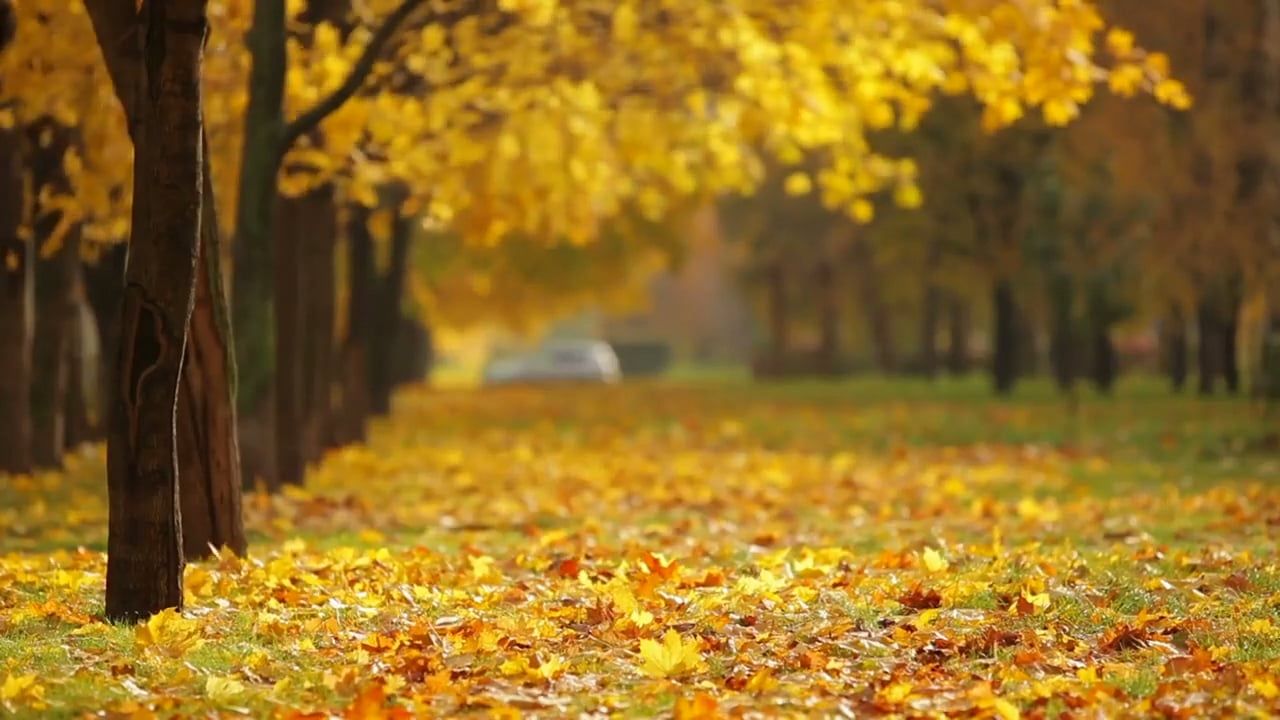 Autumn Season · Free Stock Video
