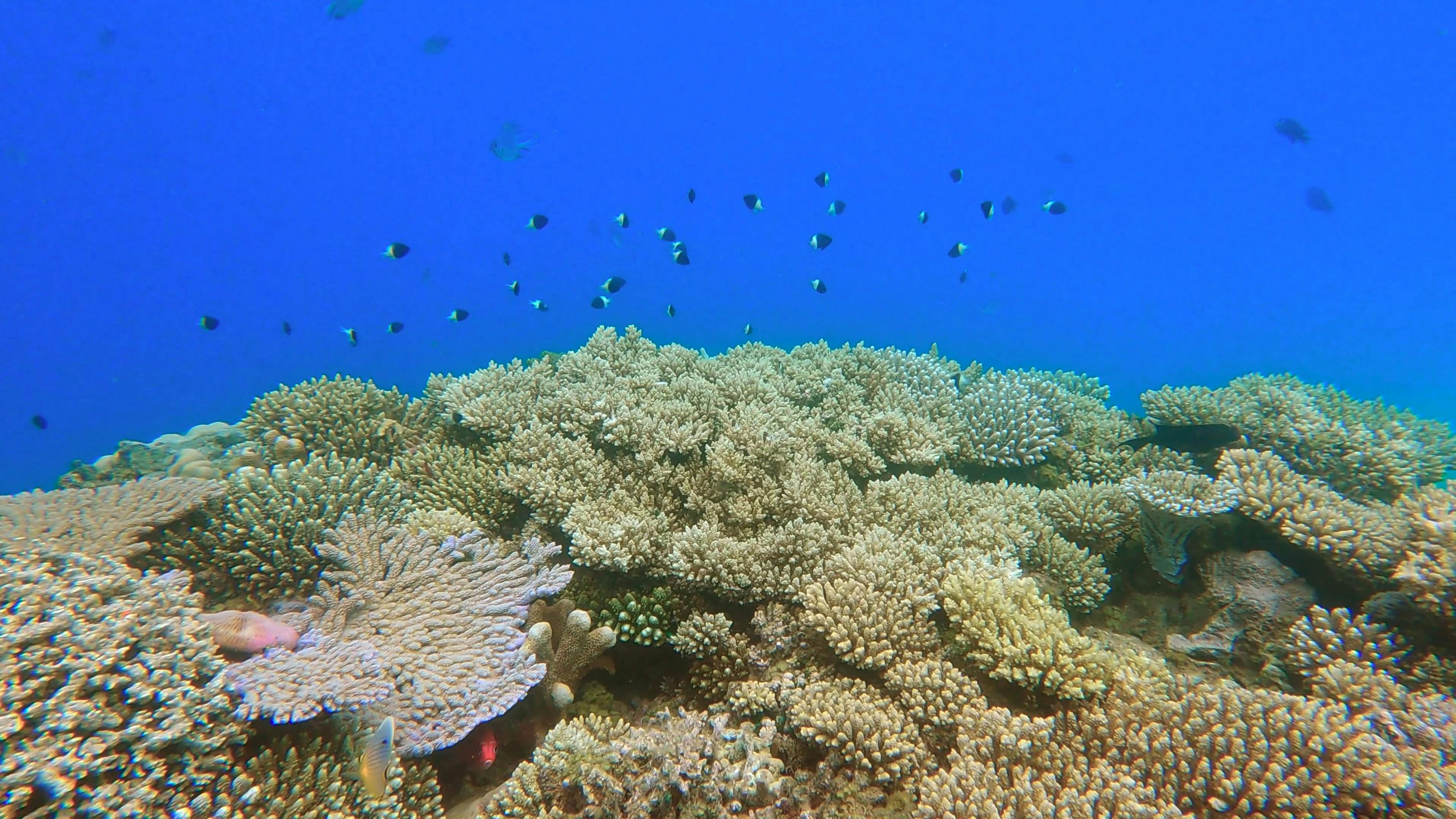 Aquamarine Life Inside An aquarium Free Stock Video Footage, Royalty ...