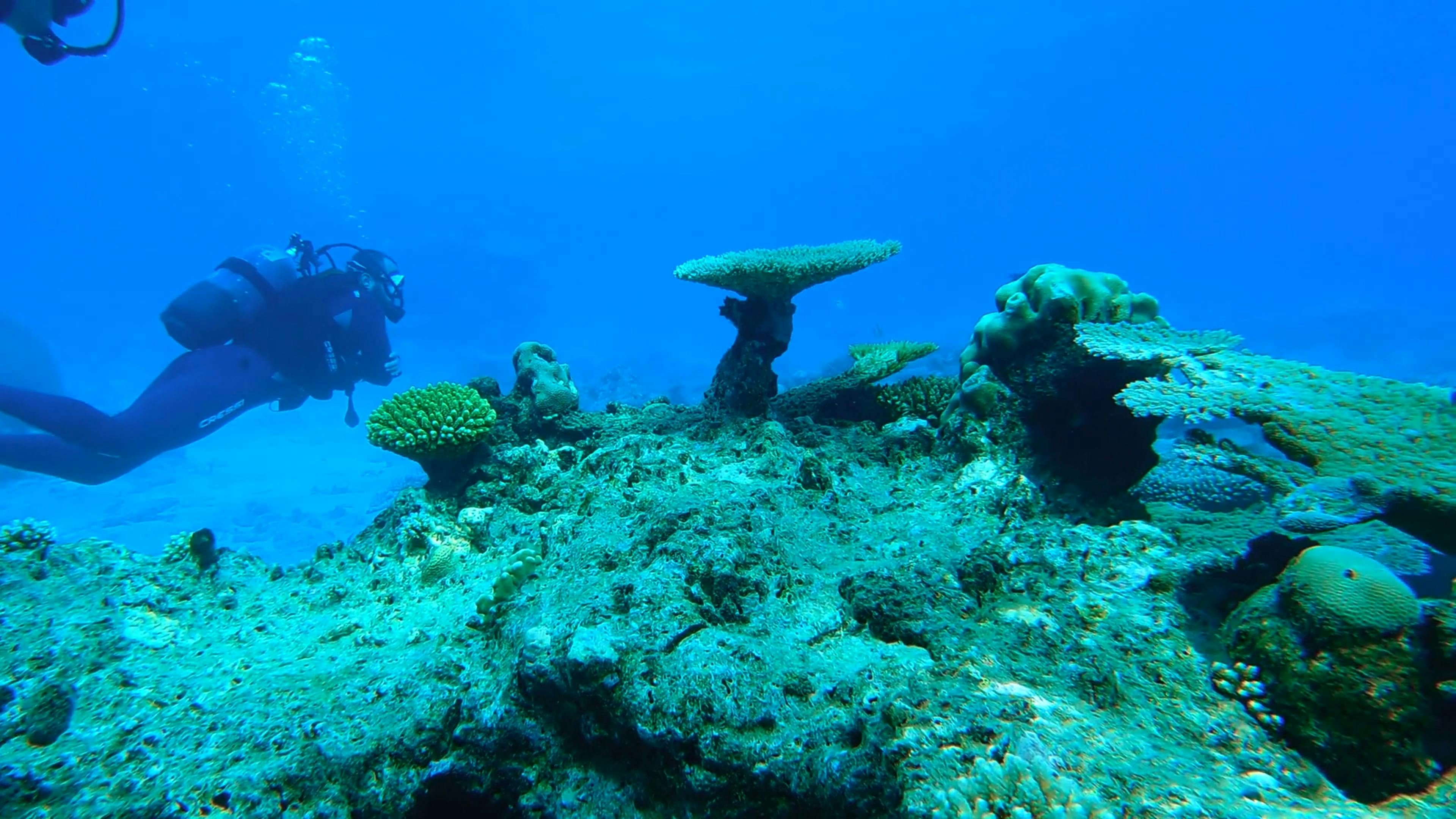 Reefscape Videos, Download The BEST Free 4k Stock Video Footage ...