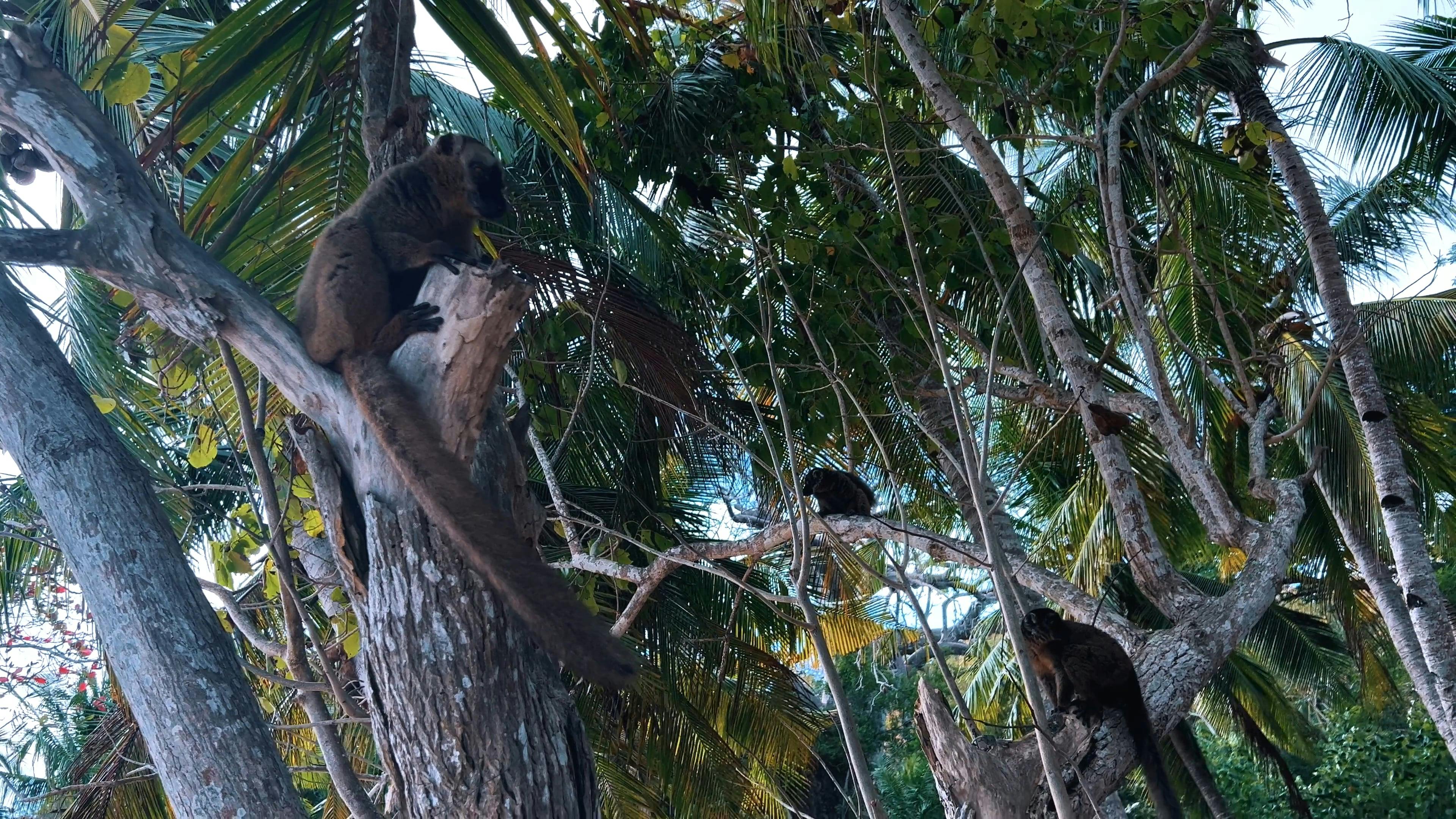 Mayotte - Monkeys climbing in a tree Free Stock Video Footage, Royalty ...