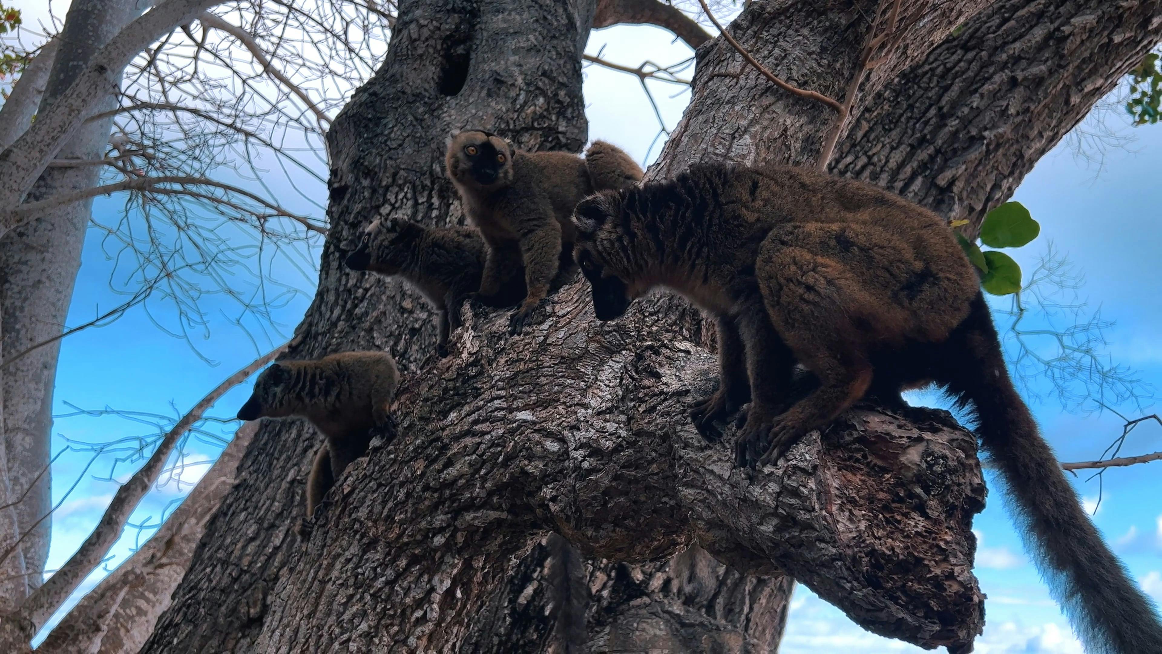 Grey Ape Videos, Download The BEST Free 4k Stock Video Footage & Grey ...