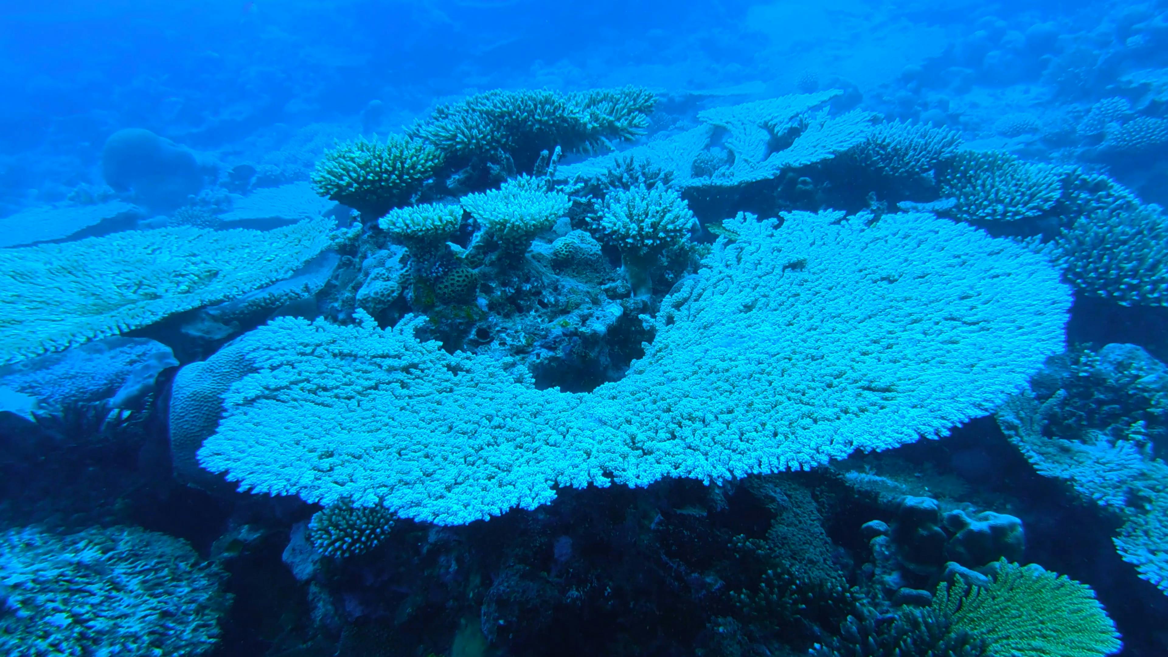 Sea Big Fish Videos, Download The BEST Free 4k Stock Video Footage ...