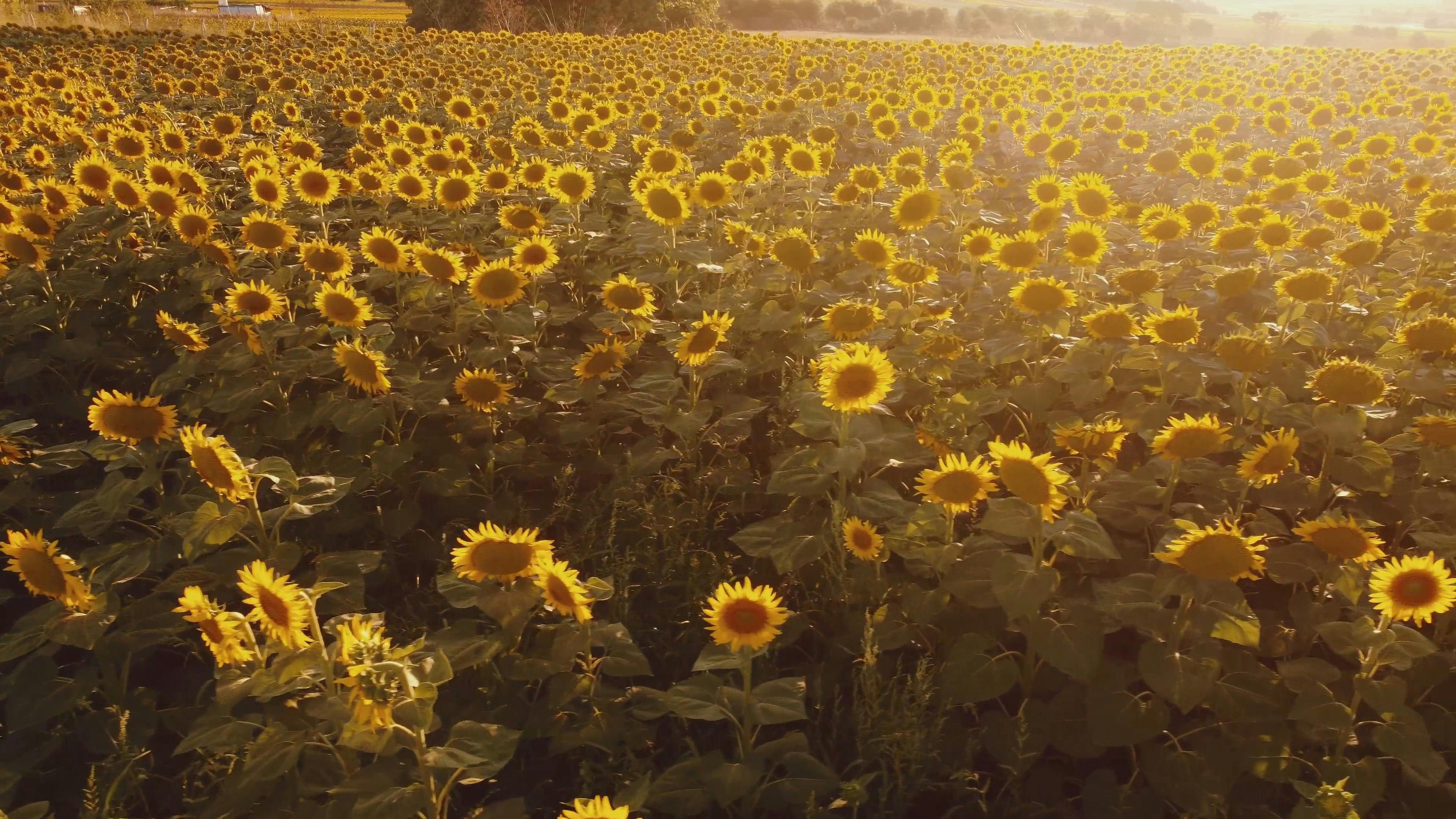 Sunflowers in a field at sunset Free Stock Video Footage, Royalty-Free ...