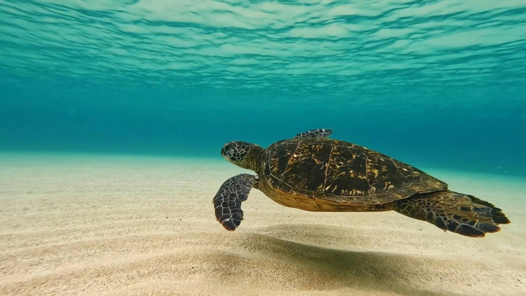 Wild Turtle Videos, Download The BEST Free 4k Stock Video Footage ...