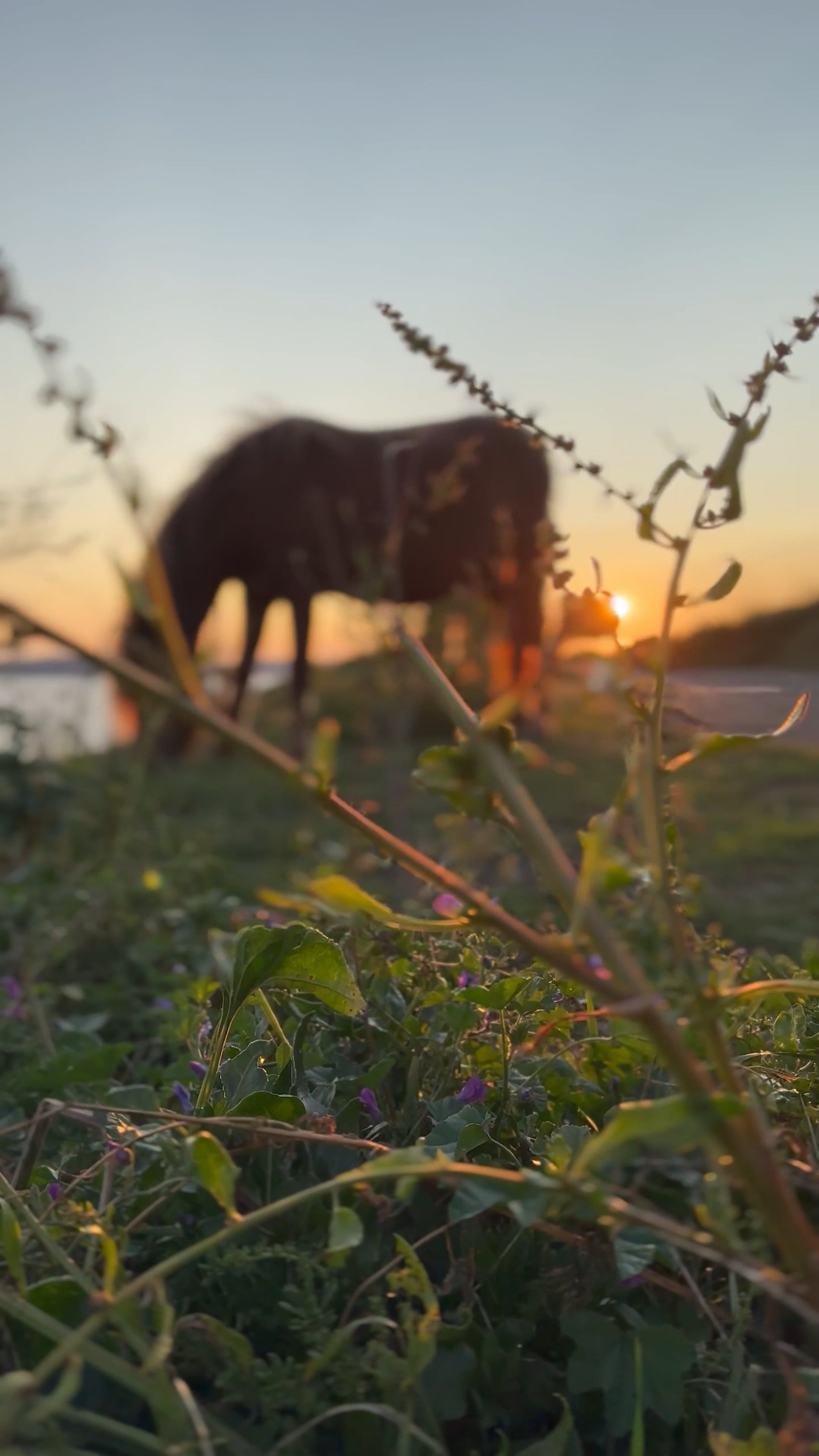 Horse Sunset Wallpaper Desktop Red Horse And Sunset Picture Desktop