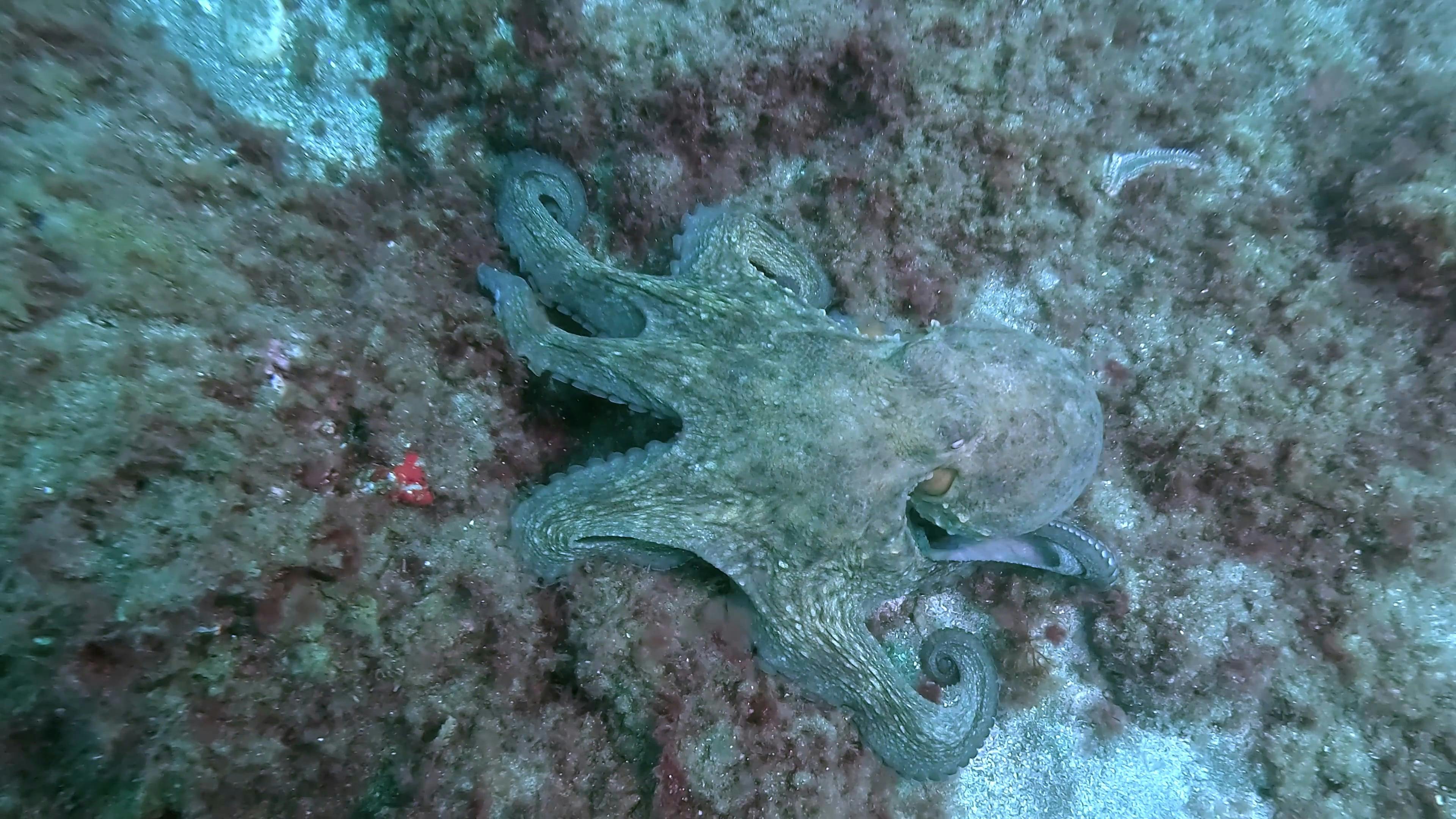 Octopus Swimming Videos, Download The BEST Free 4k Stock Video Footage ...