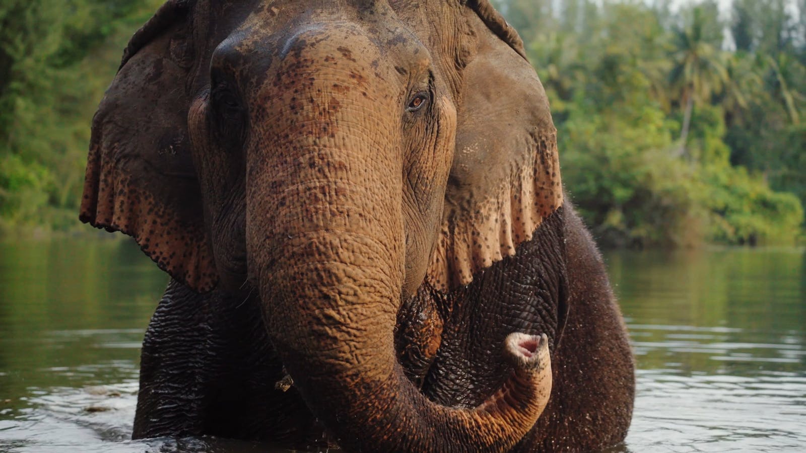 Elephant Pooping Videos, Download The BEST Free 4k Stock Video Footage ...