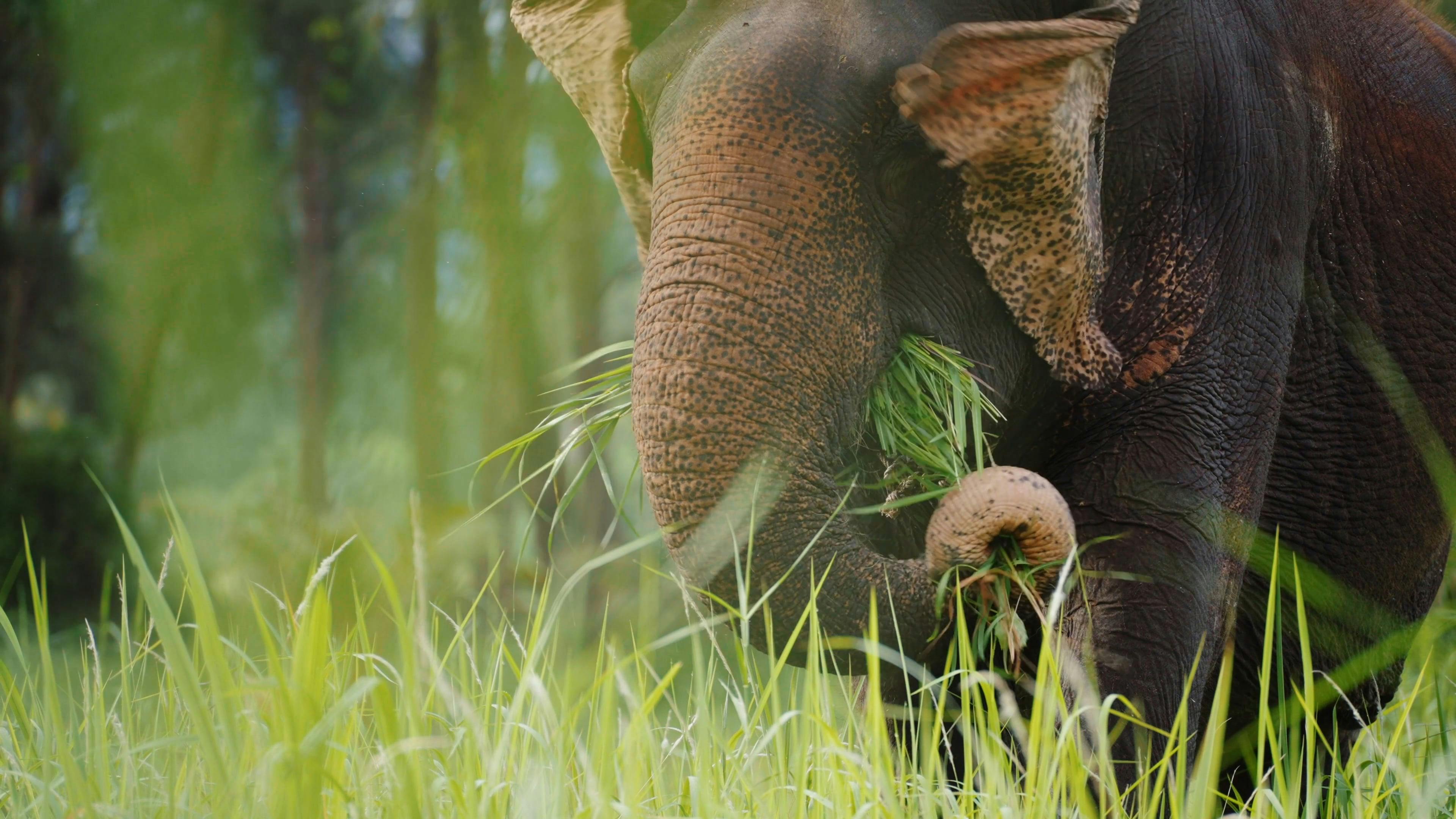 Huge Forest Videos, Download The BEST Free 4k Stock Video Footage ...