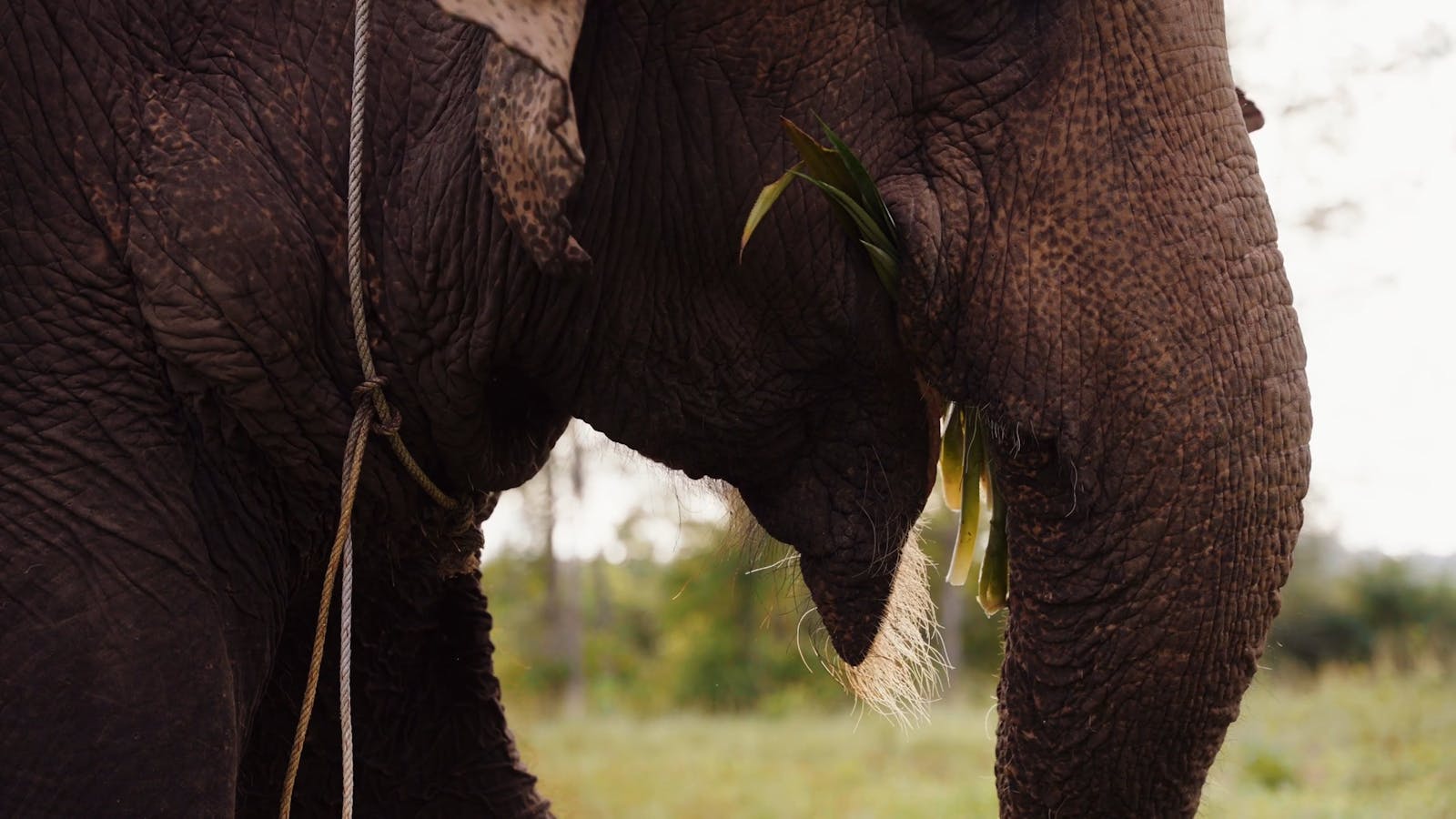 Elephant Pooping Videos, Download The BEST Free 4k Stock Video Footage ...