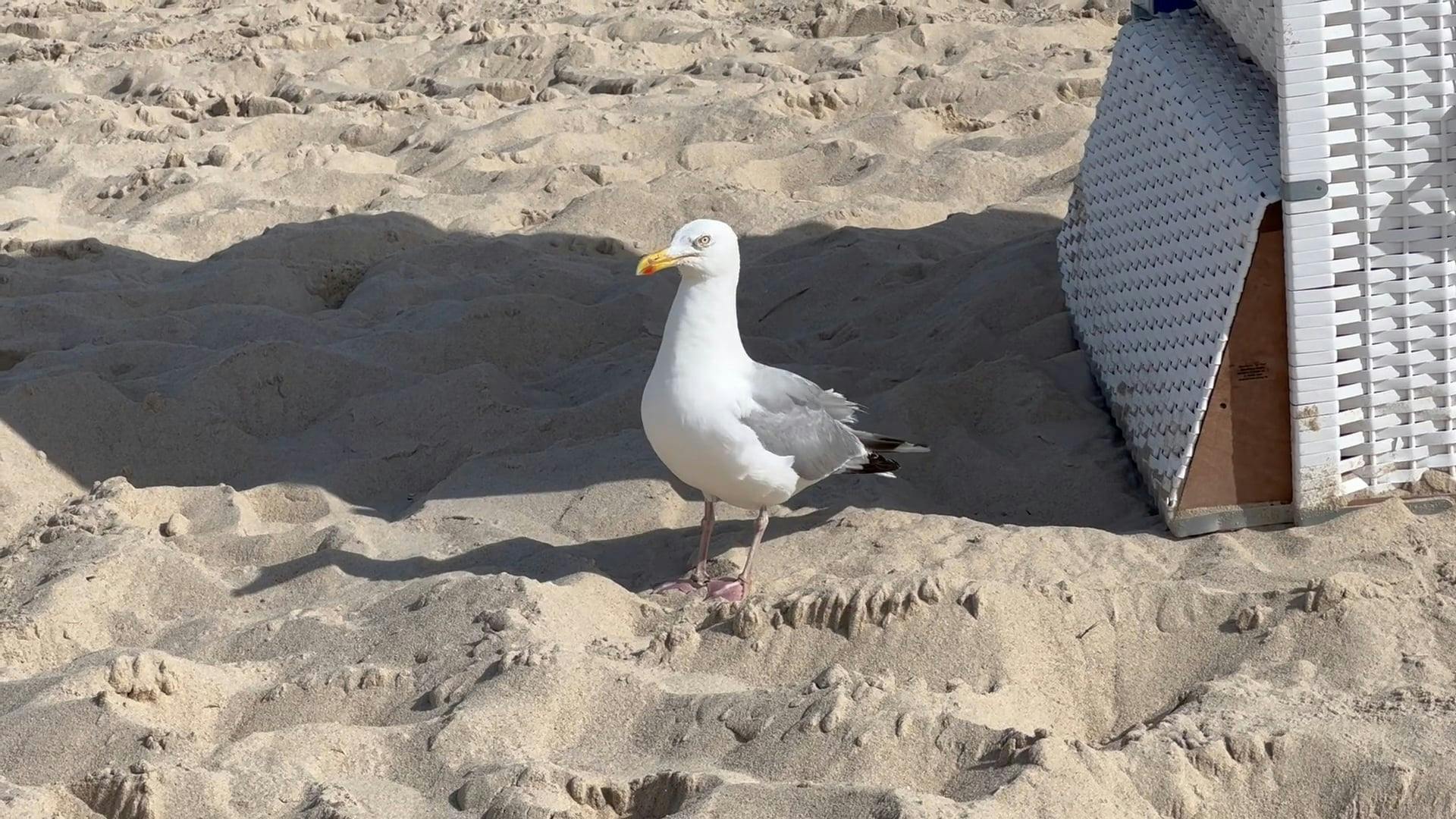 Albatross Bird Video Videos, Download The BEST Free 4k Stock Video ...