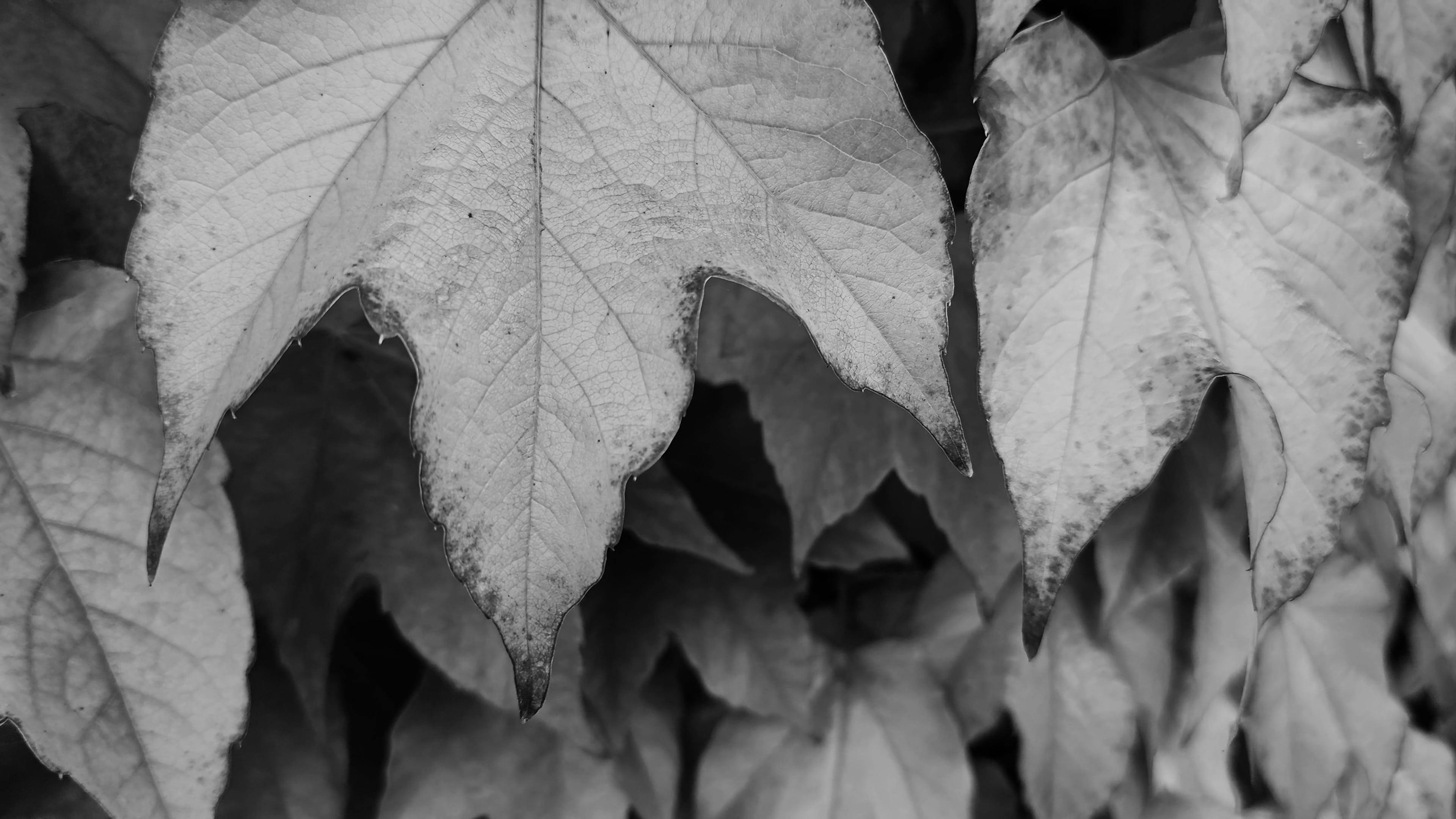 High Resolution Video Videos, Download The BEST Free 4k Stock Video ...