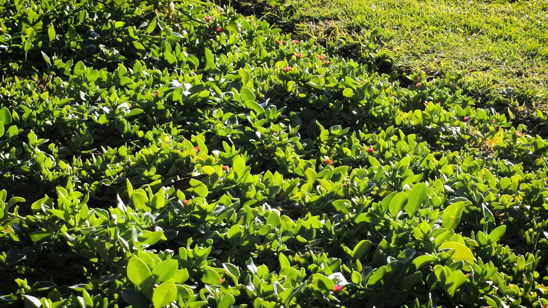 Summer Bugs Videos, Download The BEST Free 4k Stock Video Footage ...