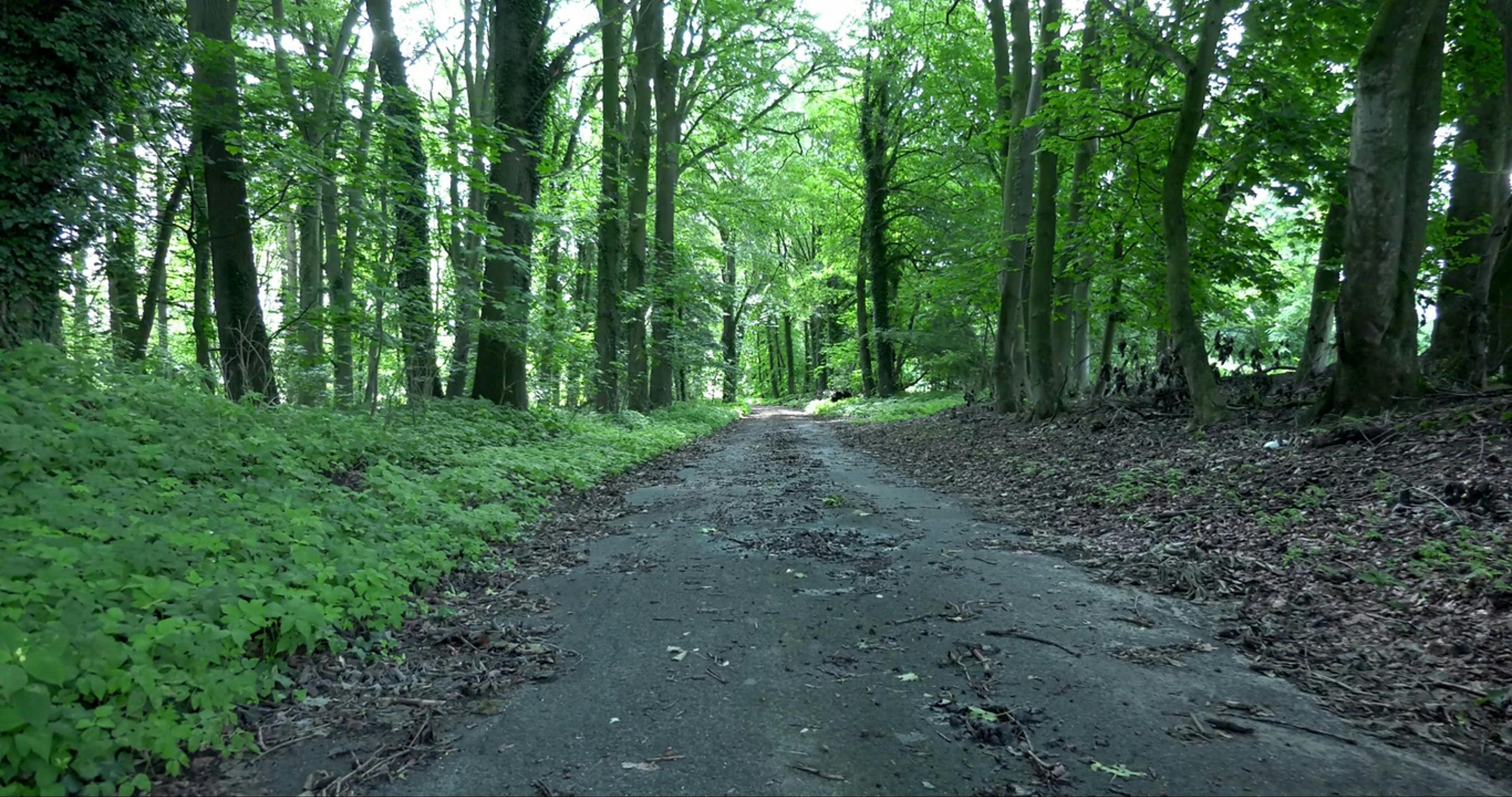 Verlassene Straße im Wald: Geheimnisvolle Ruhe inmitten der Natur Free ...