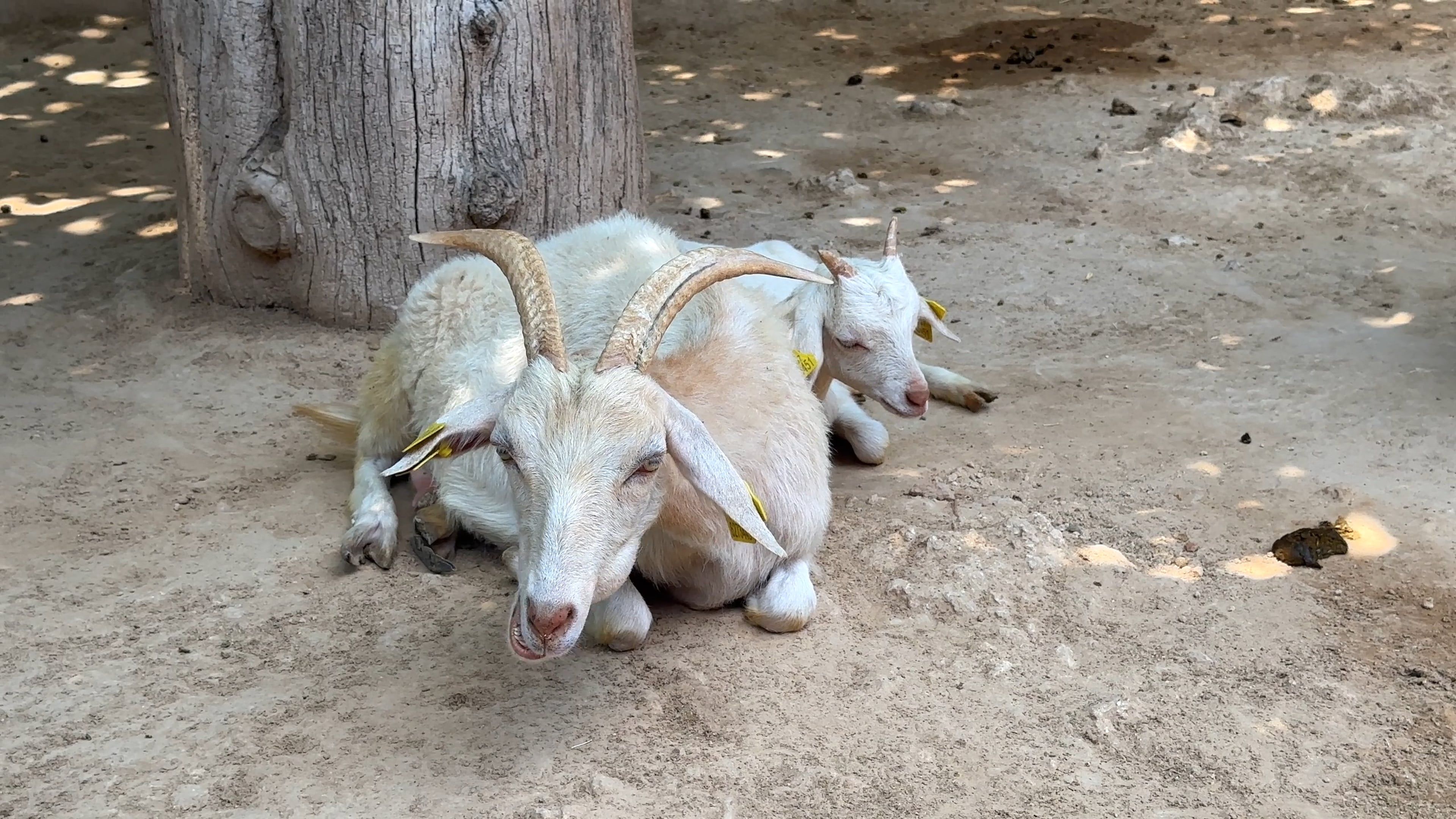 goats on the farm Free Stock Video Footage, Royalty-Free 4K & HD Video Clip