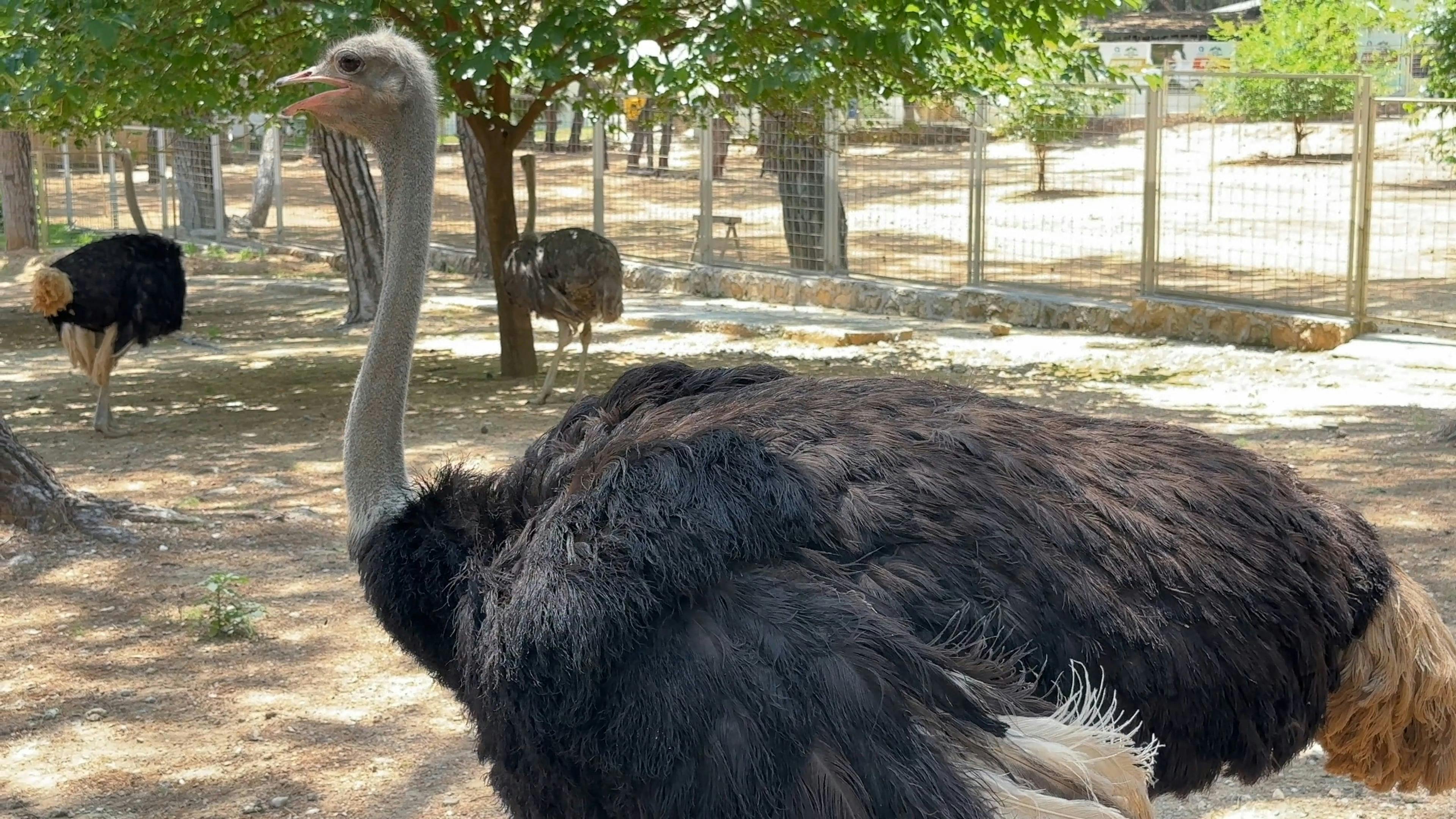 Vídeos de stock gratuitos sobre al aire libre, ala, alto, animal, árbol ...