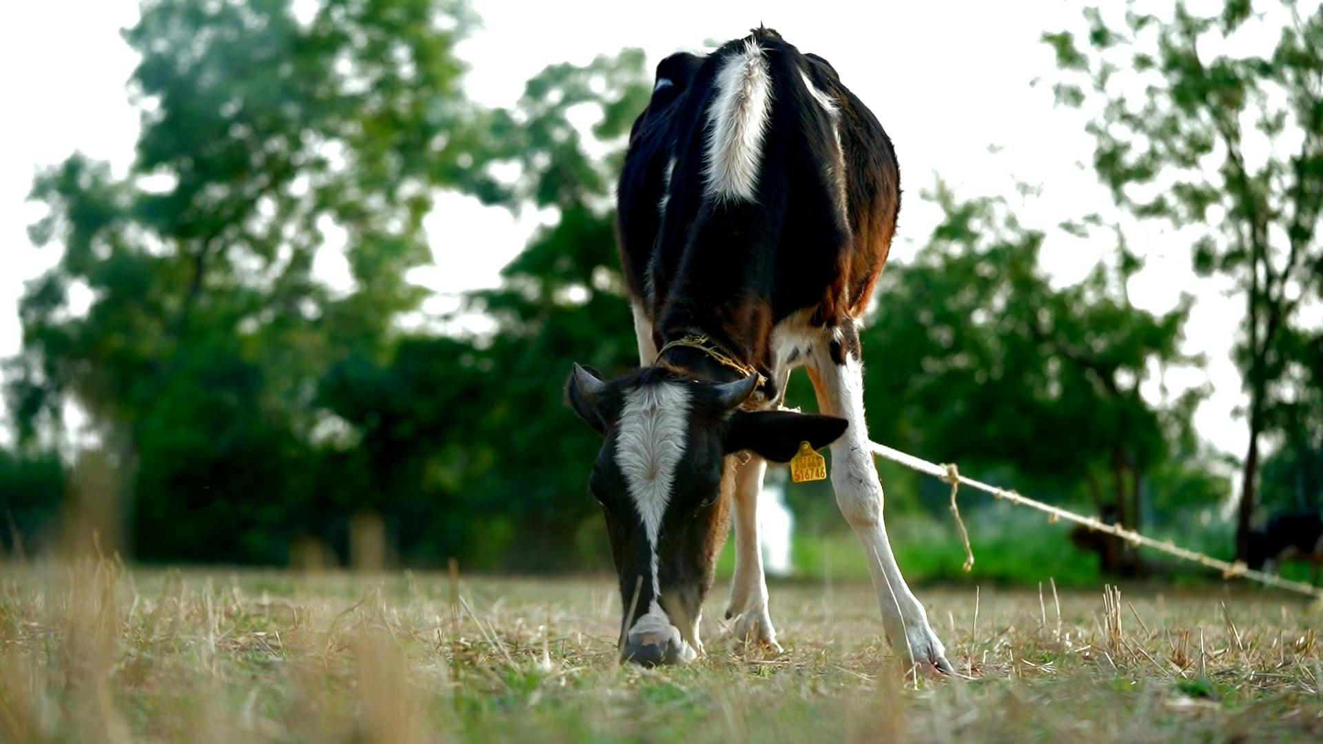 Mp4 Videos, Download The BEST Free 4k Stock Video Footage & Mp4 HD ...