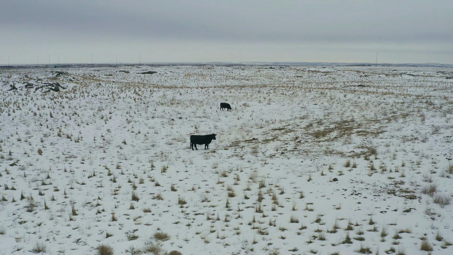 SNOW COWS Free Stock Video Footage, Royalty-Free 4K & HD Video Clip