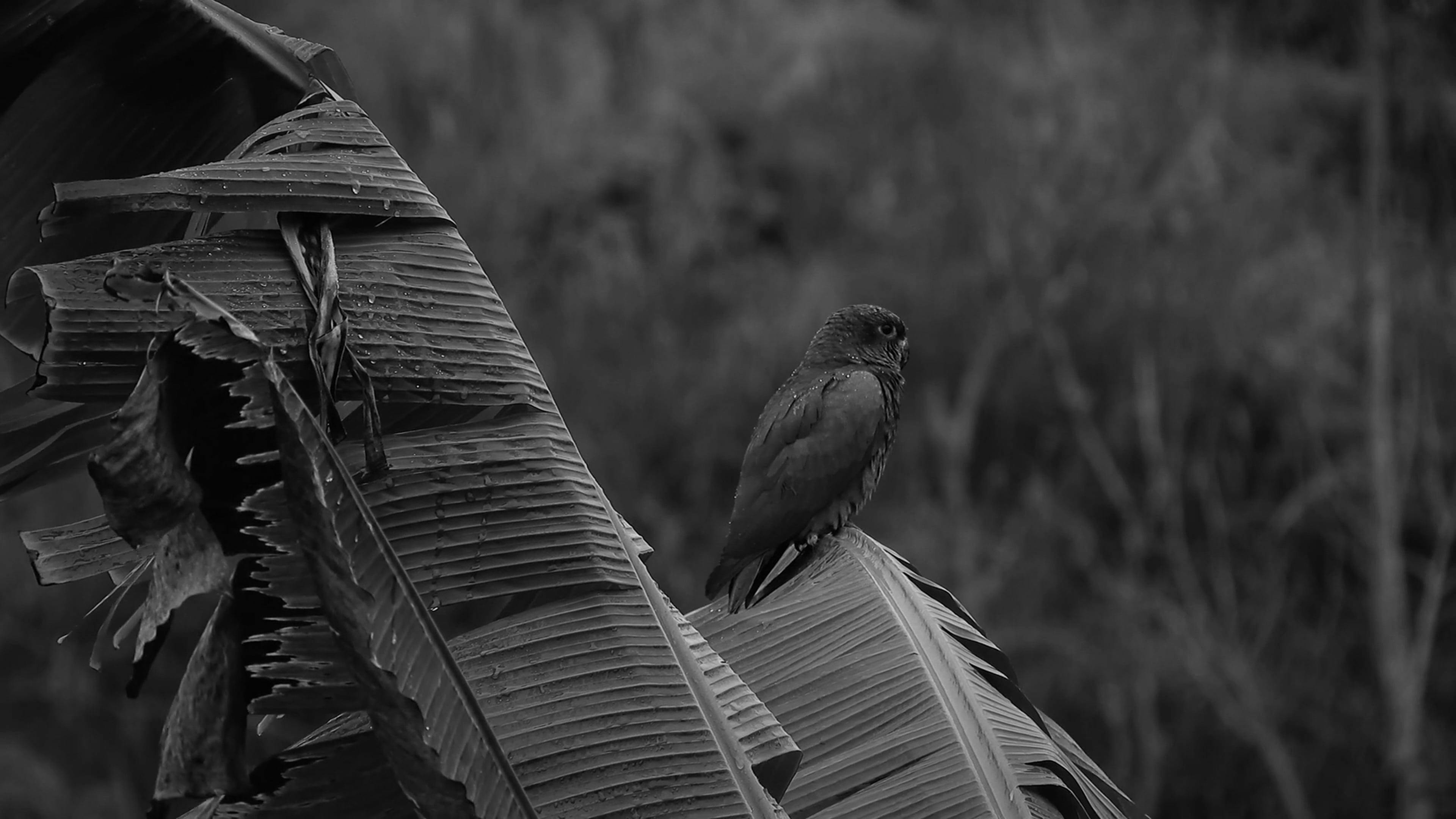 Distant Bird Videos, Download The BEST Free 4k Stock Video Footage ...