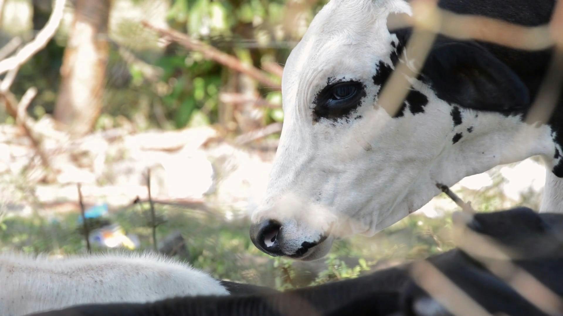 Video Of Cow Free Stock Video Footage, Royalty-Free 4K & HD Video Clip