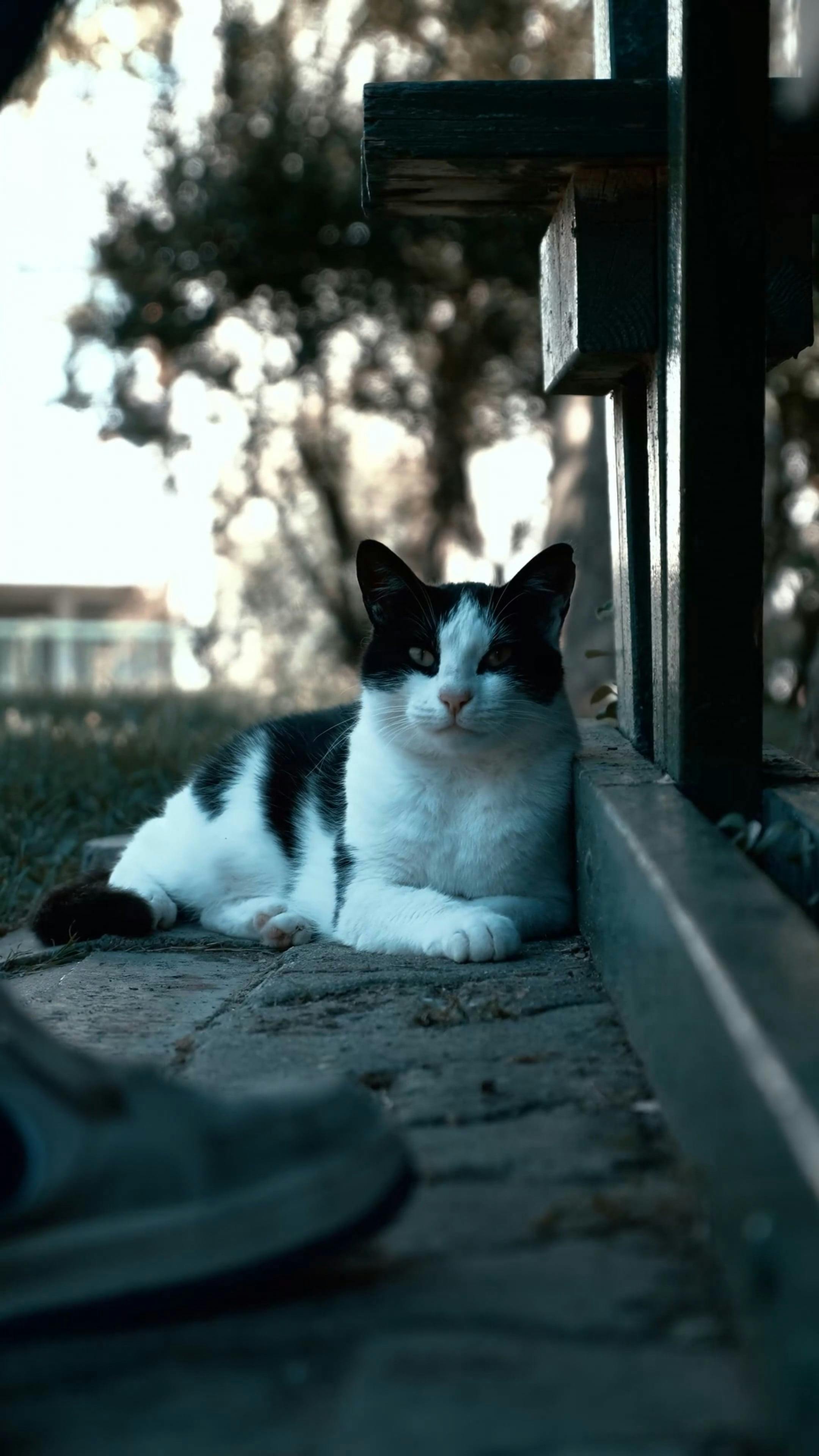 Tree Animation Videos, Download The BEST Free 4k Stock Video Footage ...