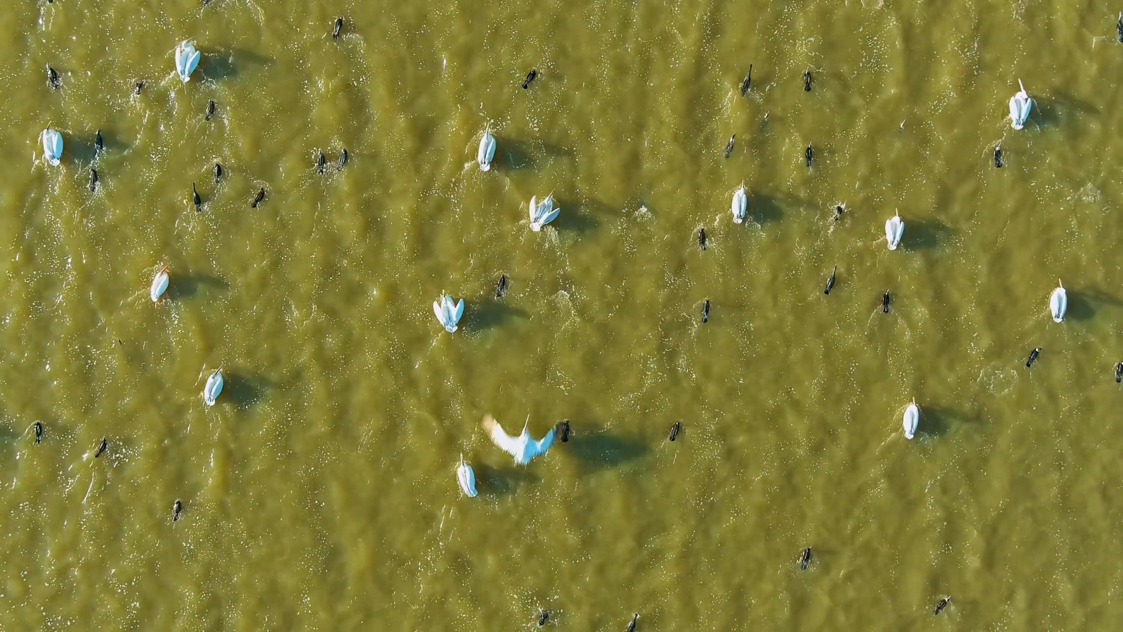 Silver Pelicans Videos, Download The BEST Free 4k Stock Video Footage ...