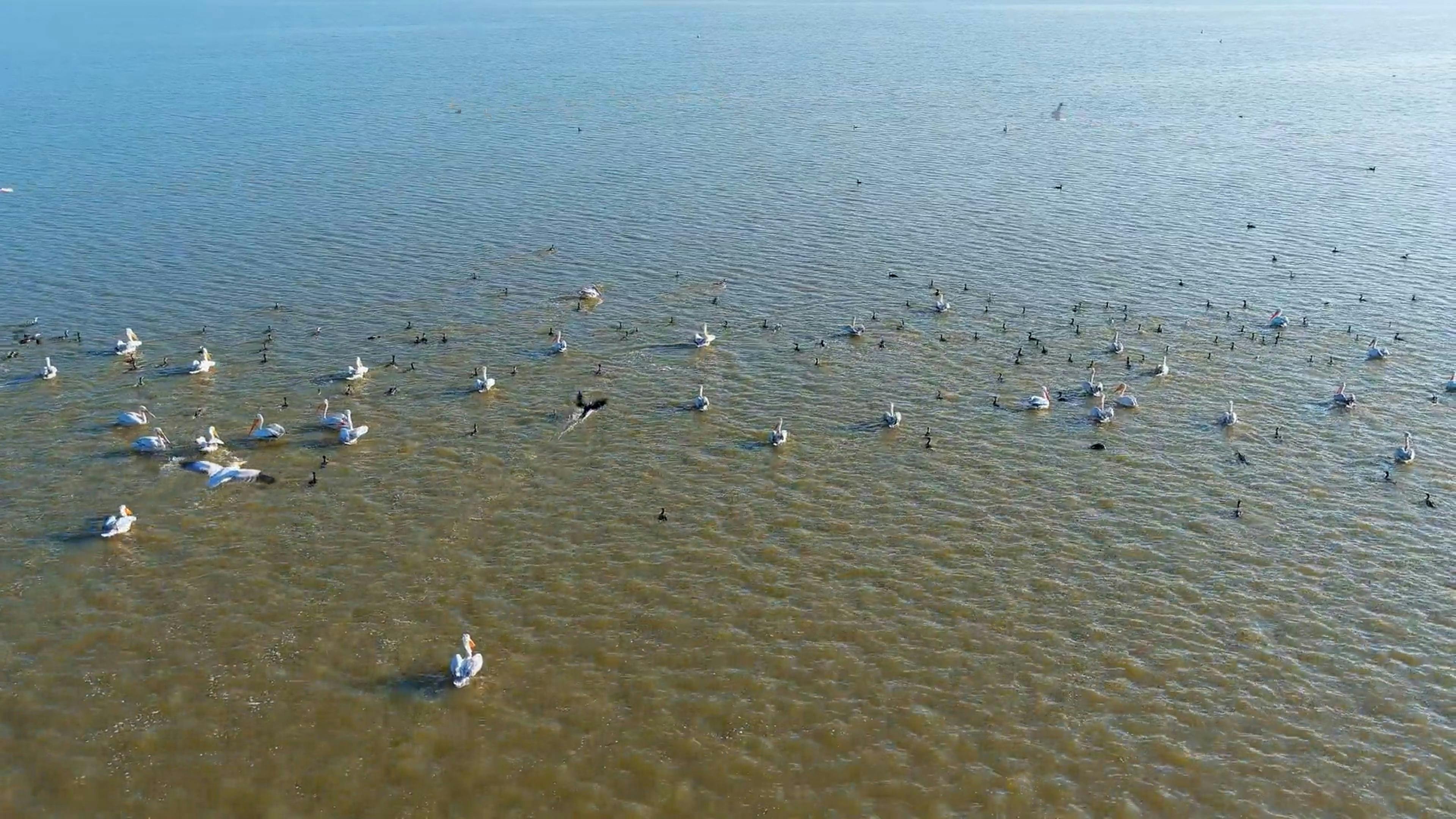 Silver pelicans_C11 Free Stock Video Footage, Royalty-Free 4K & HD ...