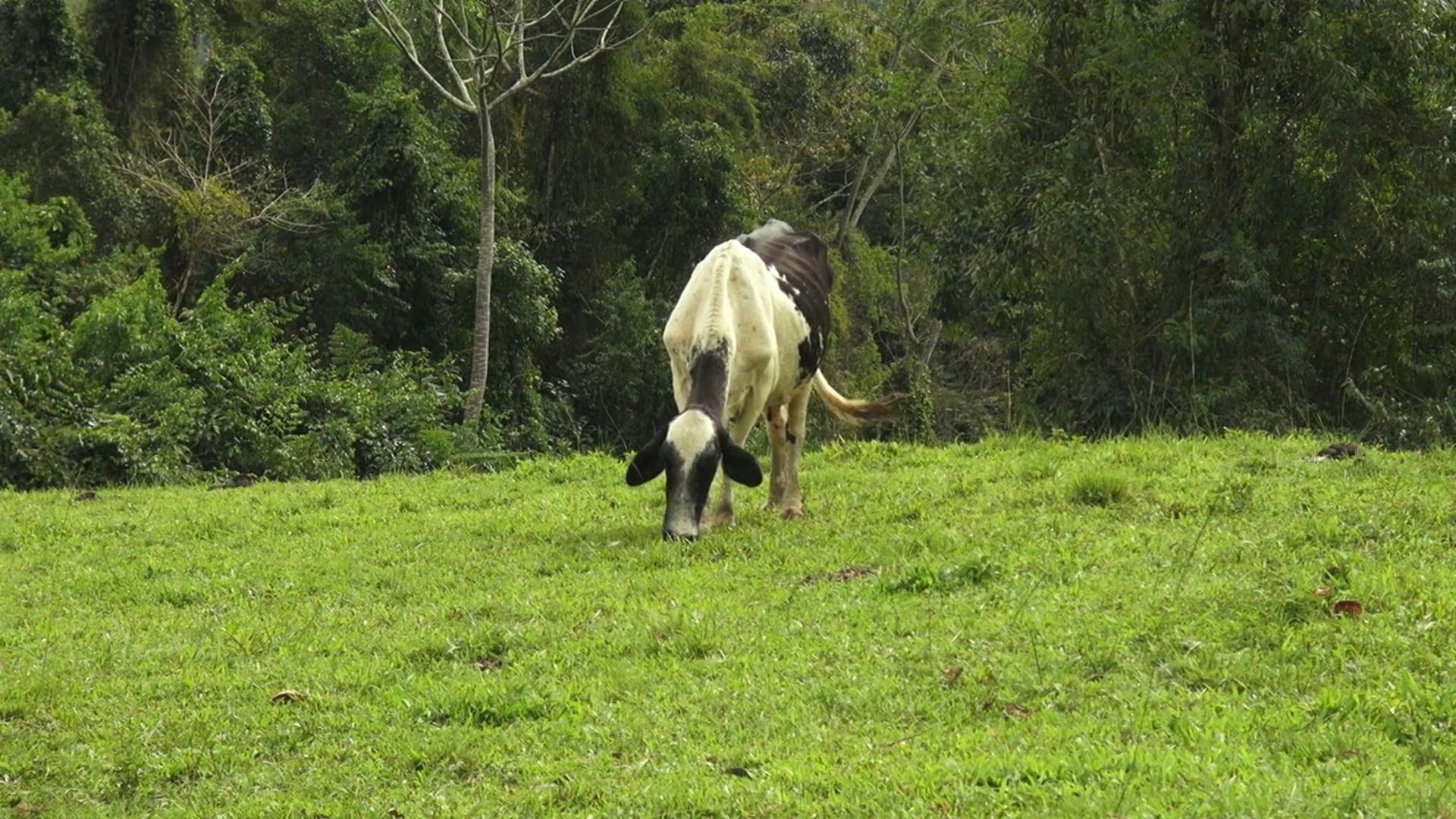 Uma vaca pastando em uma fazenda 1 Free Stock Video Footage, Royalty ...
