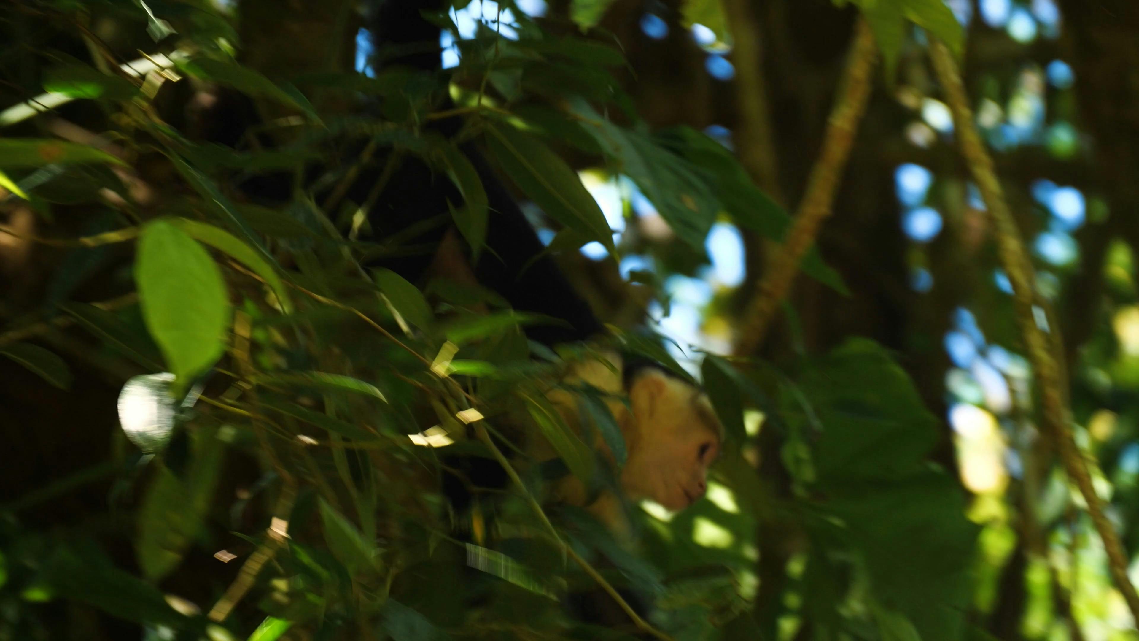 Vídeos de stock gratuitos sobre al aire libre, amante de la naturaleza ...