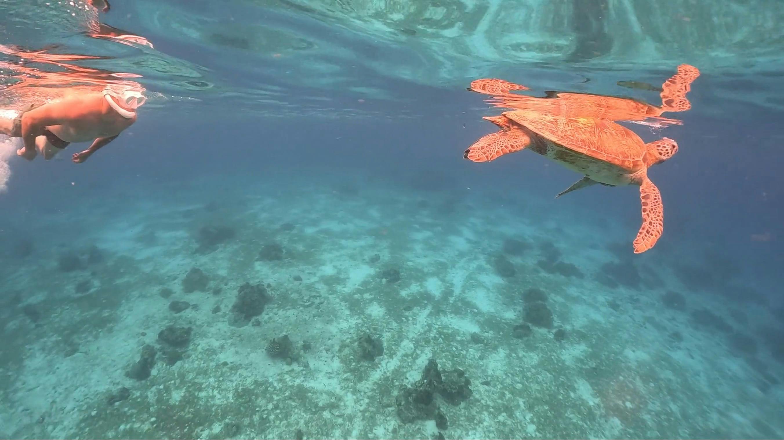 Tranquil Sea Turtle Swimming in Coral Reef Free Stock Video Footage ...