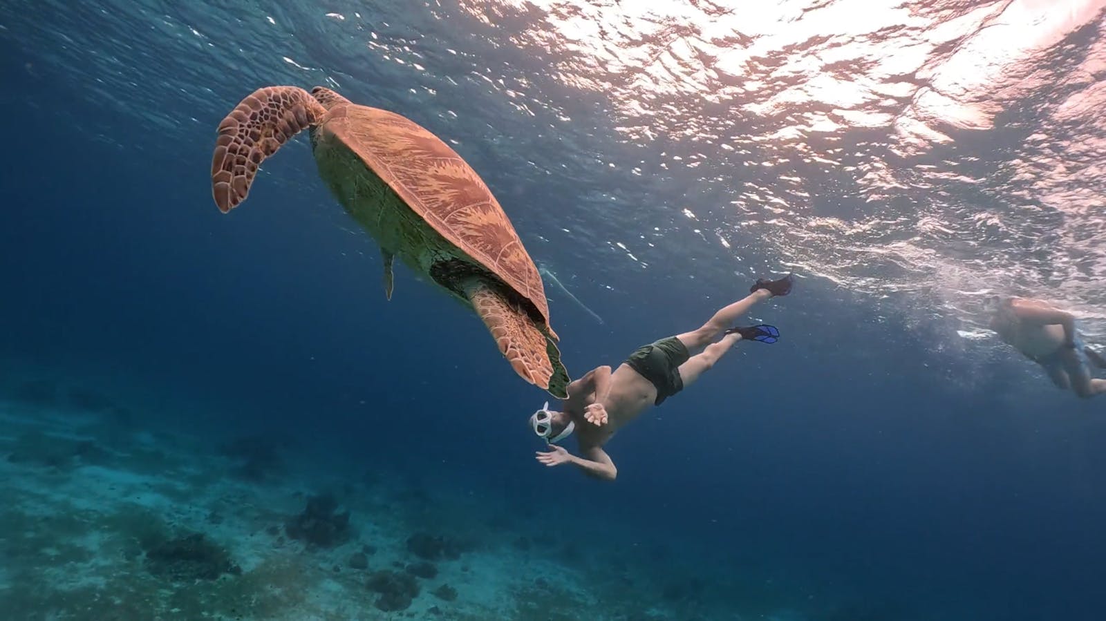 Sea Turtles Videos, Download The BEST Free 4k Stock Video Footage & Sea ...