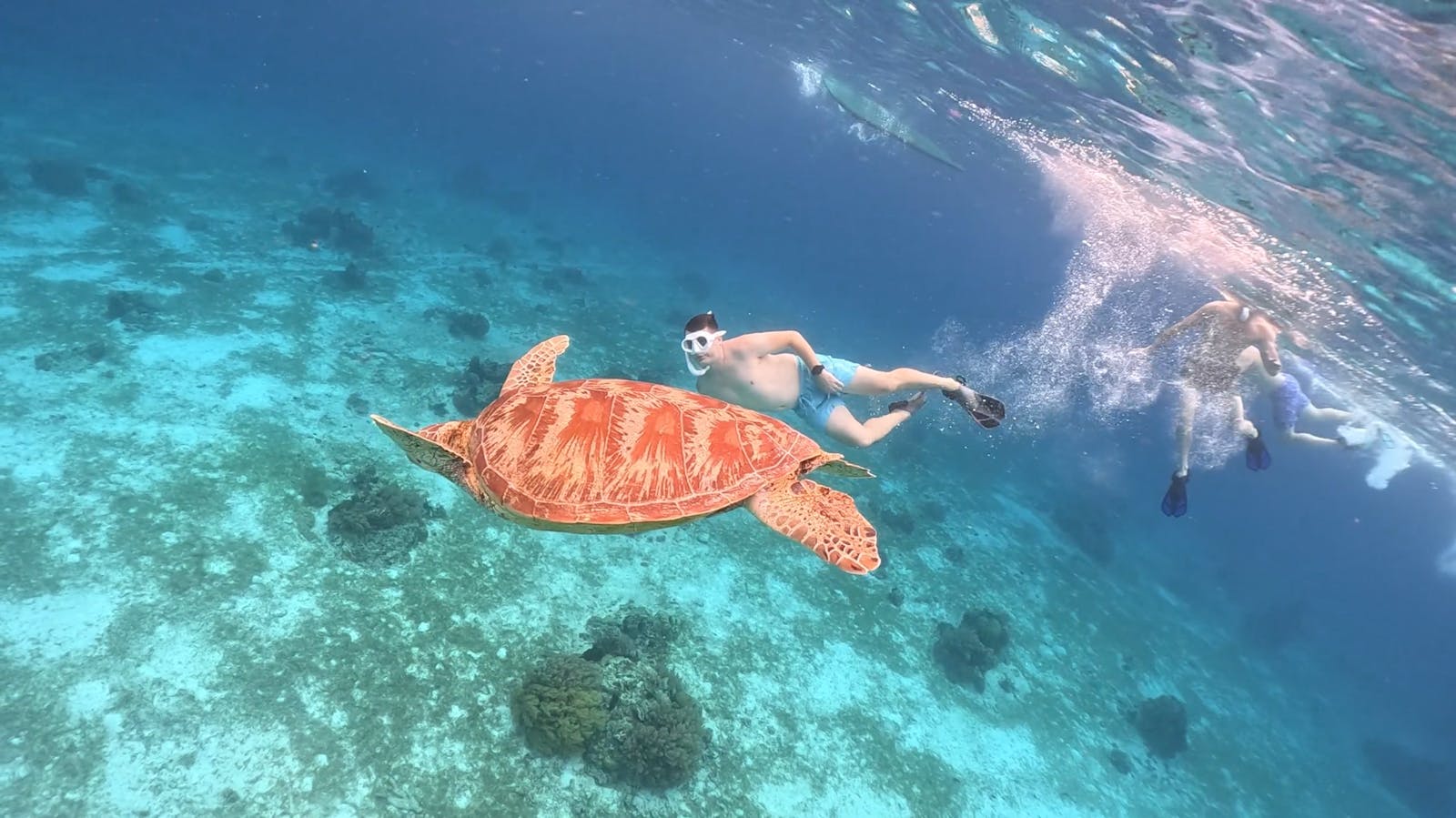 Sea Turtles Videos, Download The BEST Free 4k Stock Video Footage & Sea ...