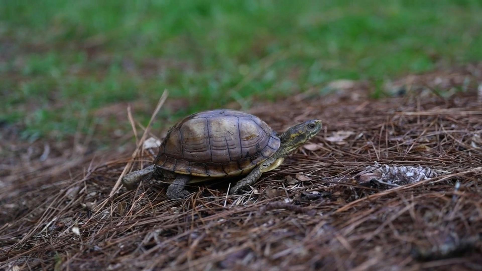 hidden turtle Free Stock Video Footage, Royalty-Free 4K & HD Video Clip