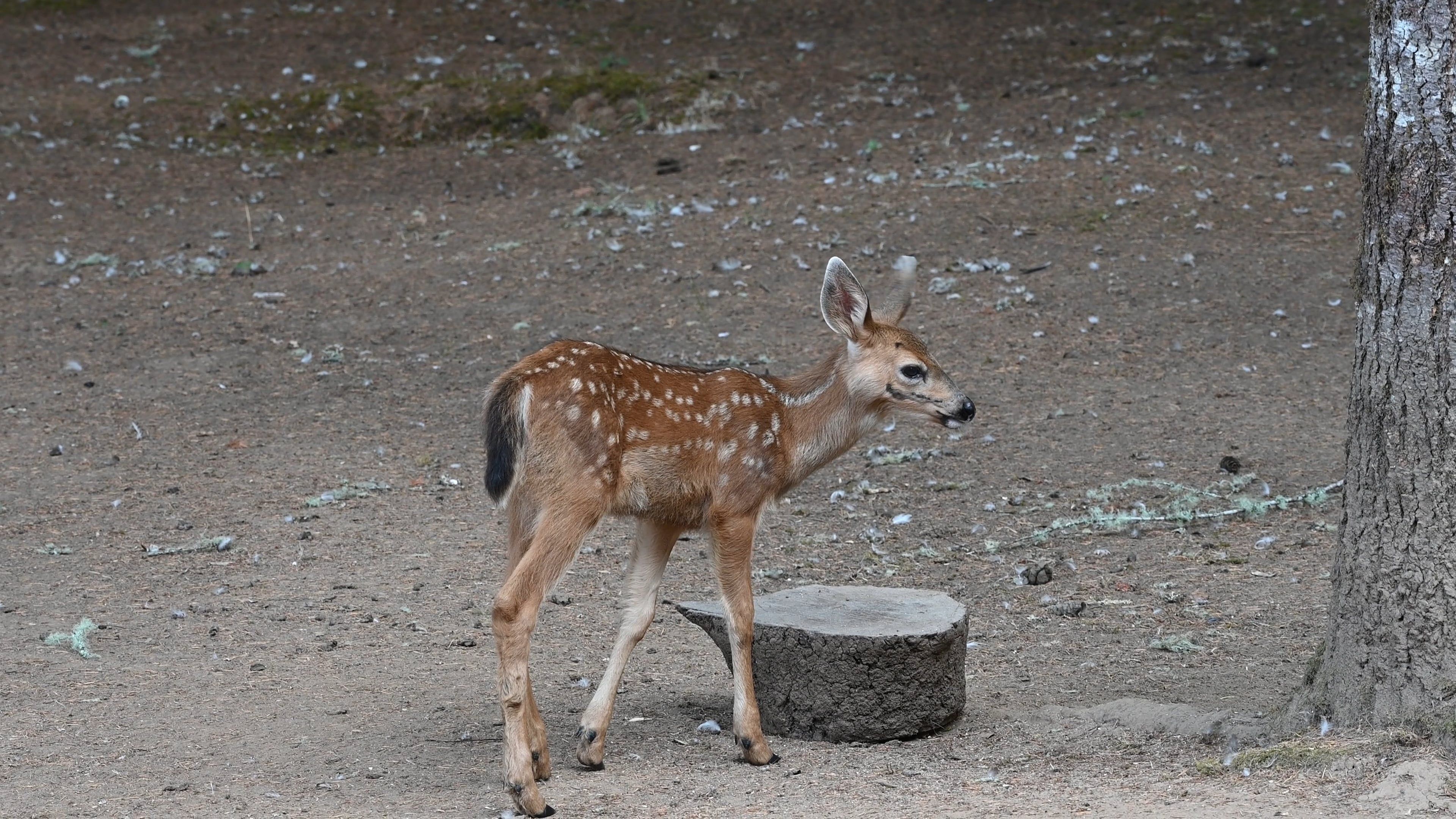 Fawn Atuais Videos, Download The BEST Free 4k Stock Video Footage ...