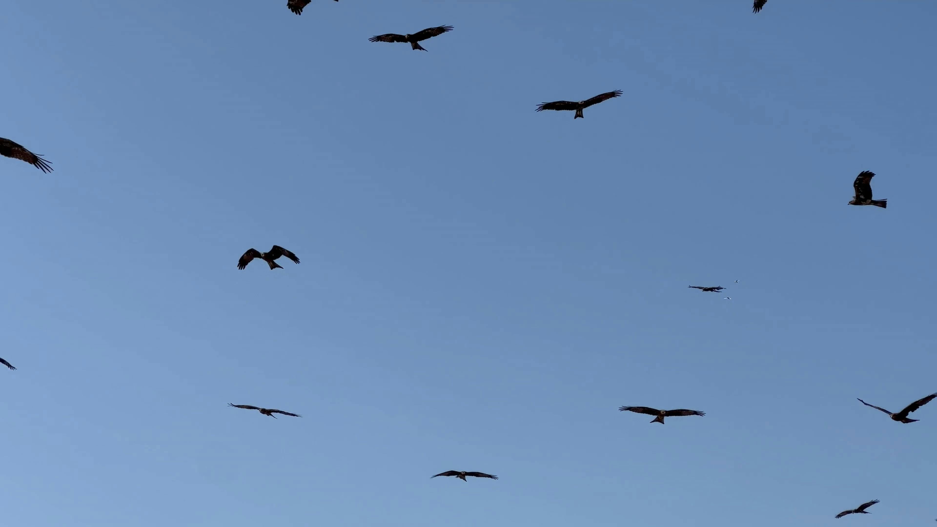 Birds Flying in Slow Motion Free Stock Video Footage, Royalty-Free 4K ...