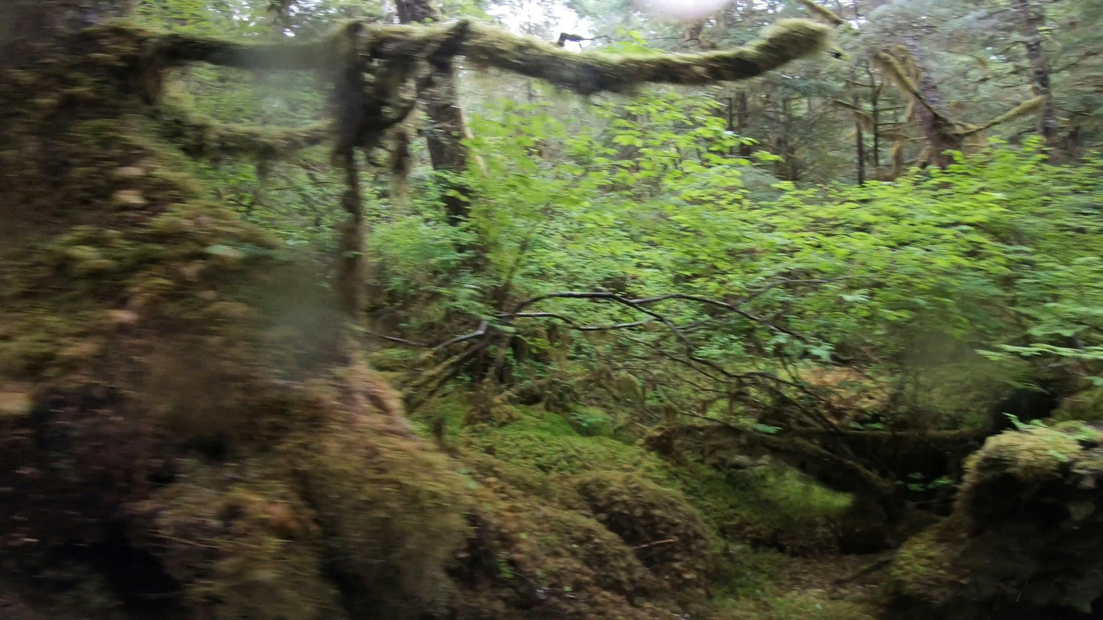 Beauty Of Nature · Free Stock Video