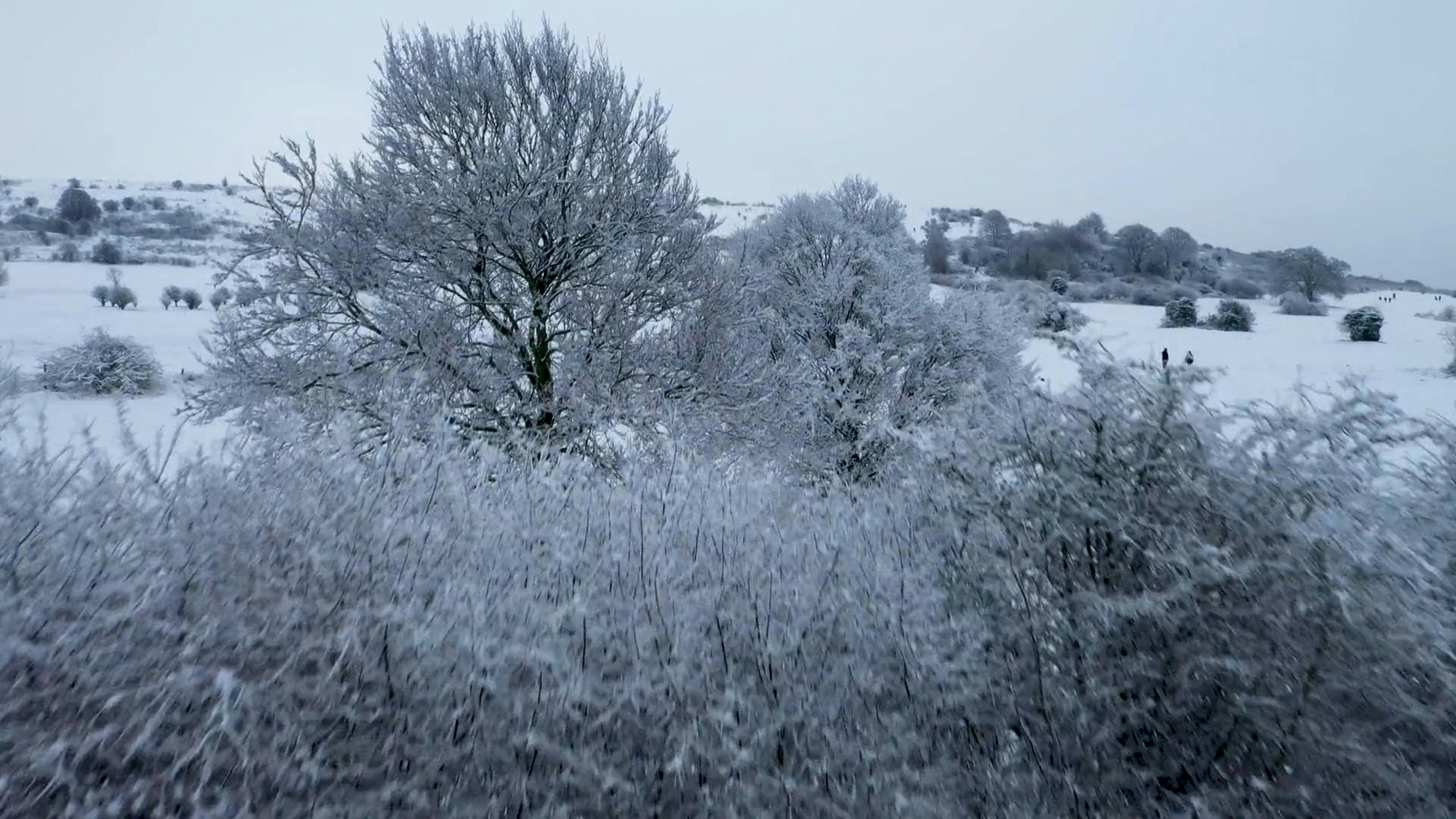 Tree Cladding Videos, Download The BEST Free 4k Stock Video Footage ...