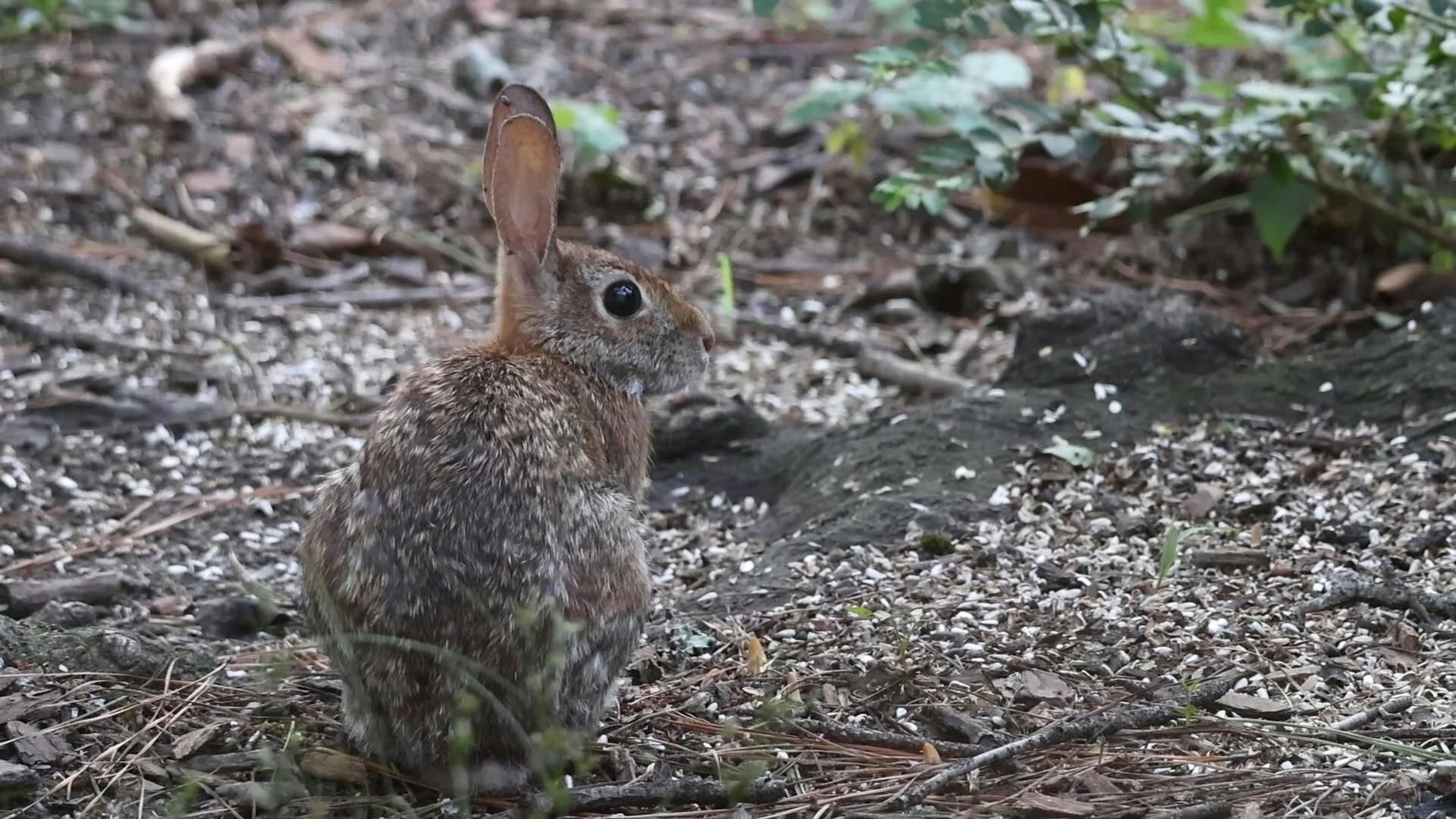Virginia Rabbit Videos, Download The BEST Free 4k Stock Video Footage ...
