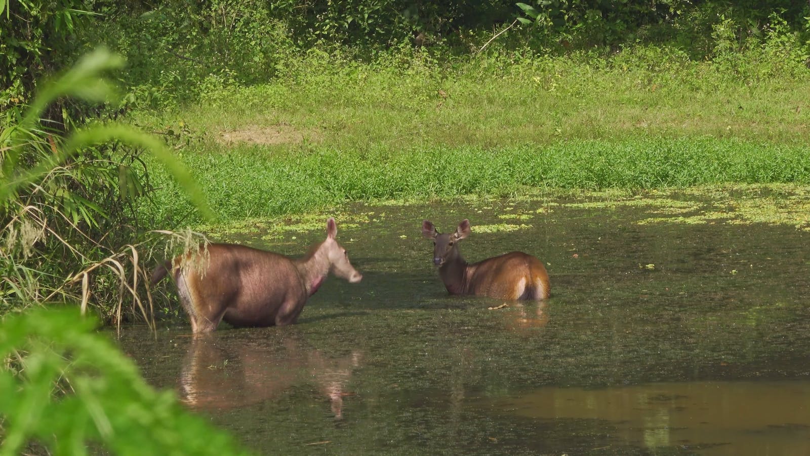 Dear Videos, Download The BEST Free 4k Stock Video Footage & Dear HD ...