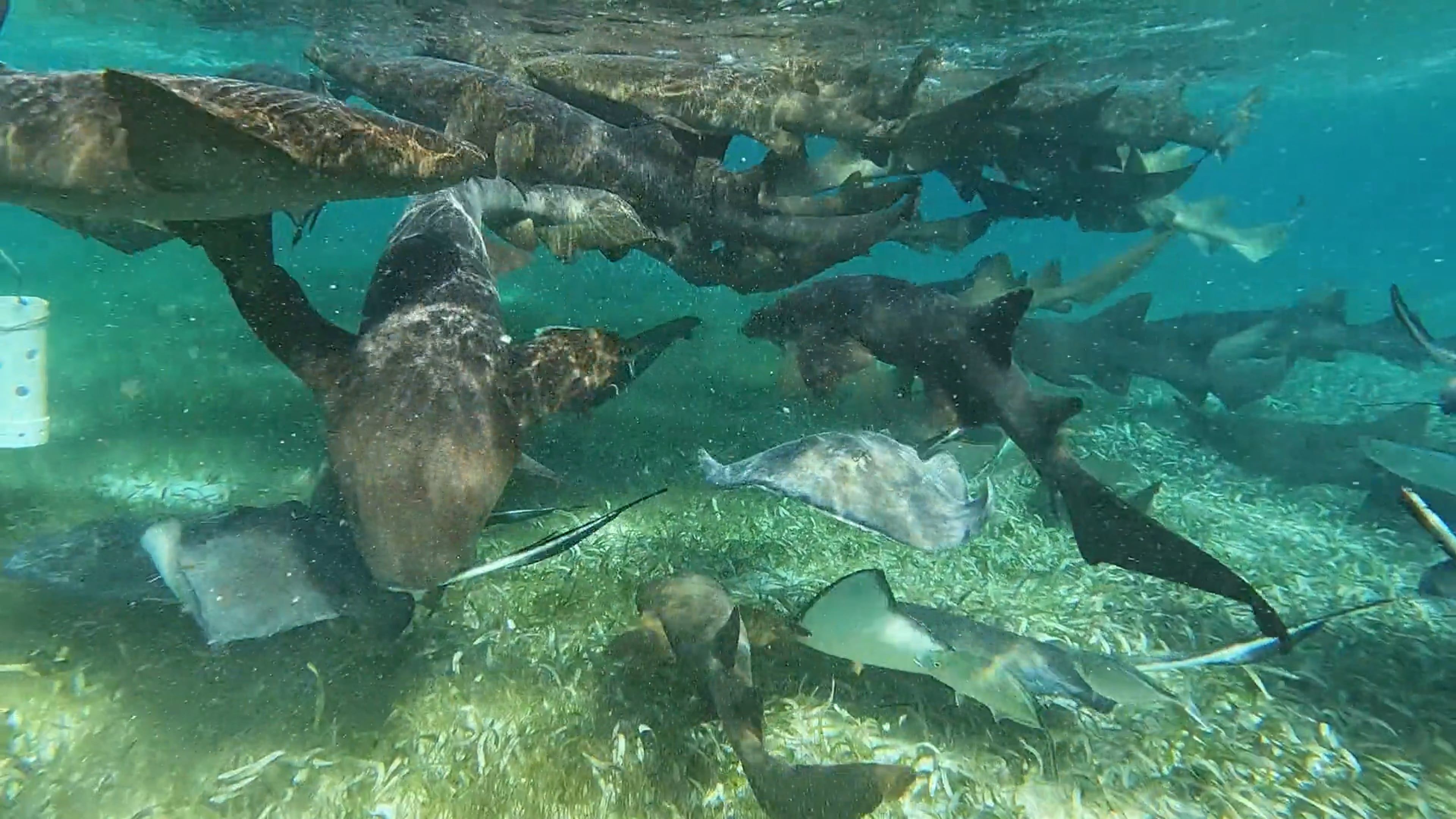Vídeos de stock gratuitos sobre acuático, agua animal, aguas tropicales ...
