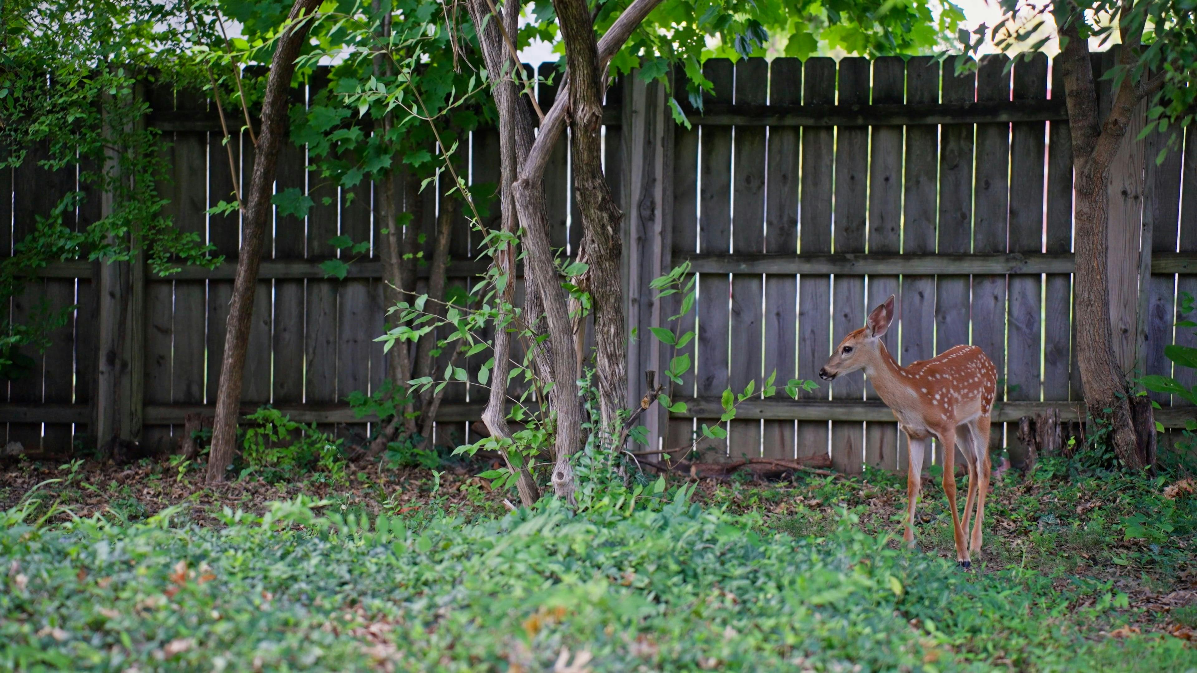 Whitetail Deer Videos, Download The BEST Free 4k Stock Video Footage ...